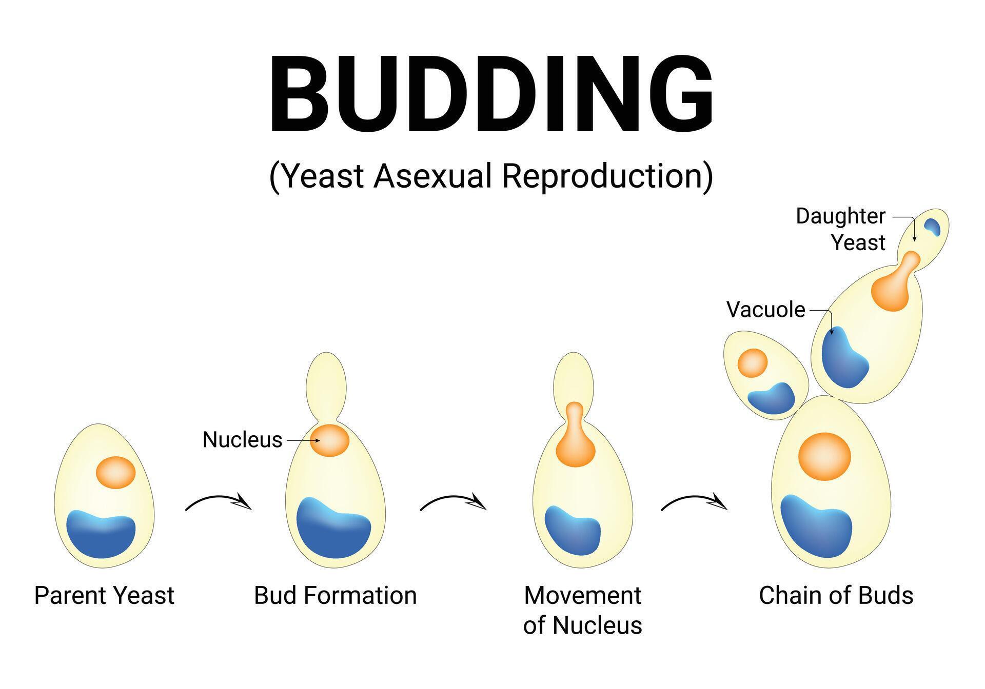 Budding Yeast Asexual Reproduction Science Design Illustration Diagram ...