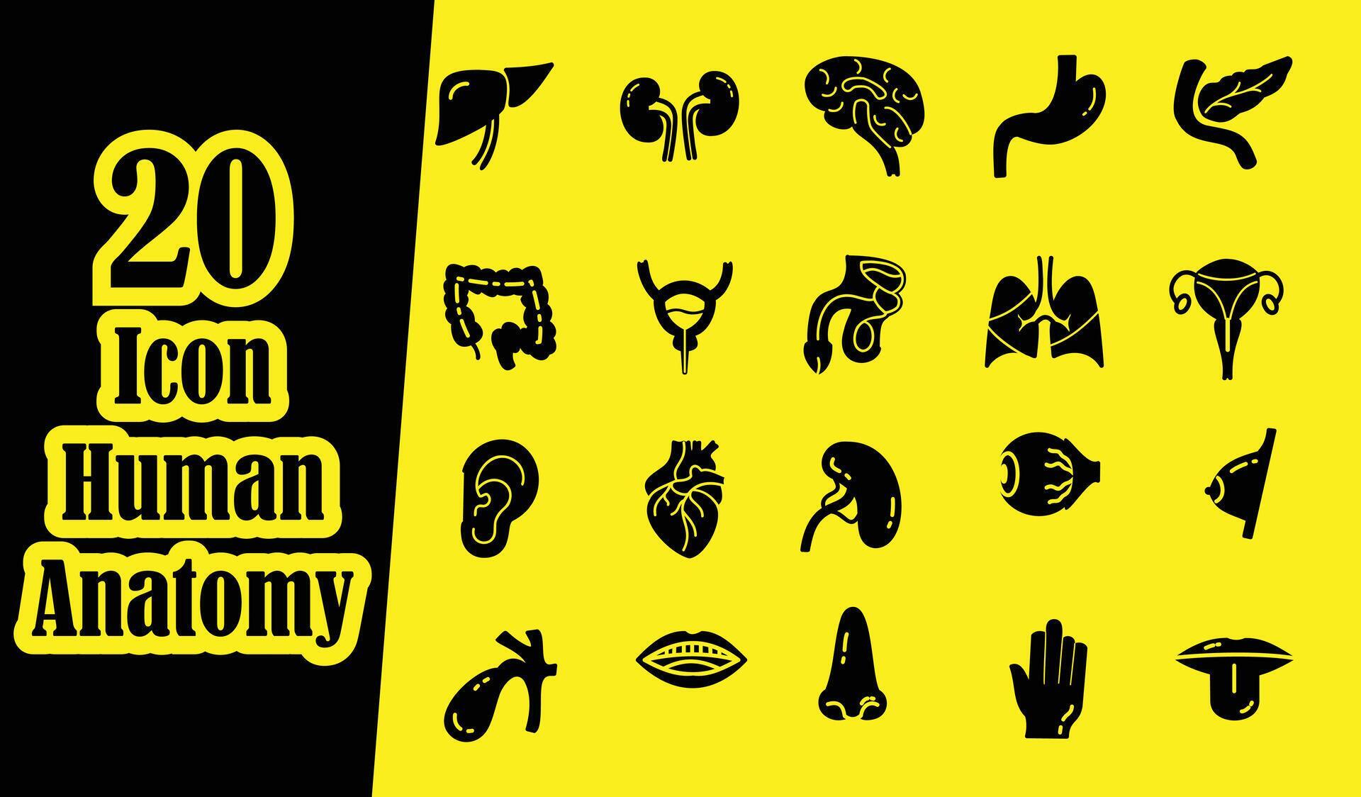 Editable Human Anatomy 44794039 Vector Art At Vecteezy