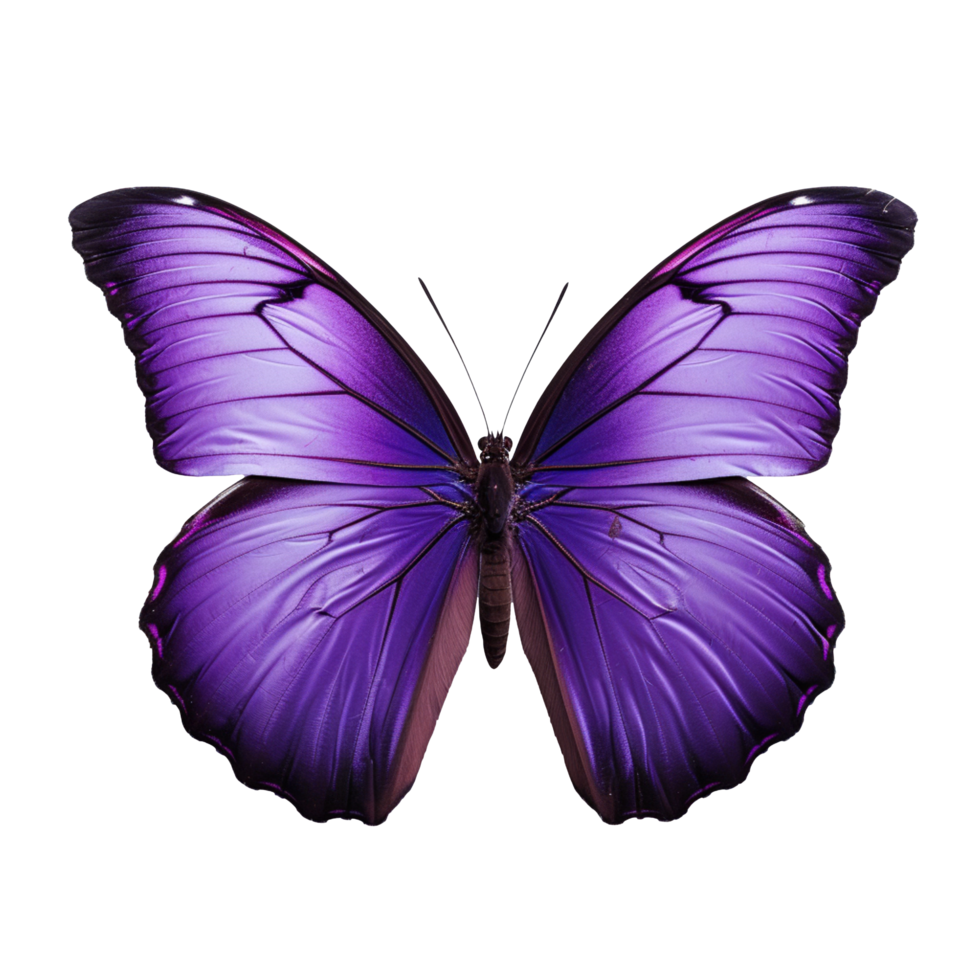 Beautiful purple butterfly isolated on transparent background 44812977 PNG