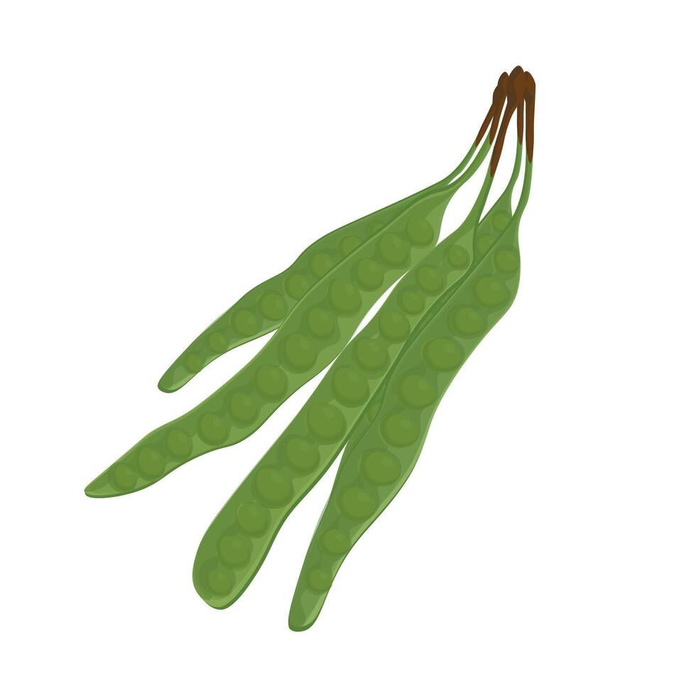Cluster Beans Vector Art Icons And Graphics For Free Download