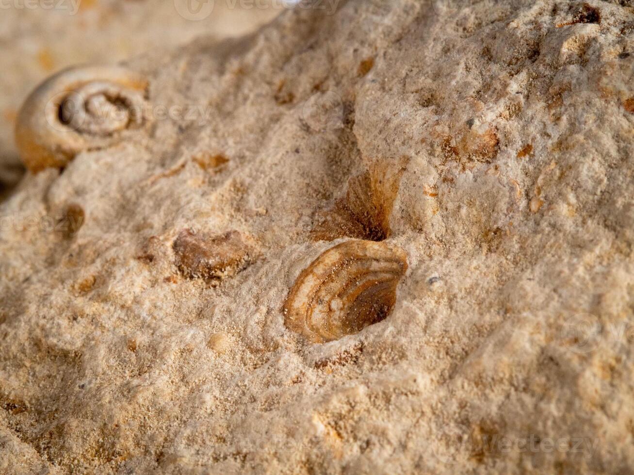 Page 2 | Fossil Terrain Stock Photos, Images and Backgrounds for Free ...