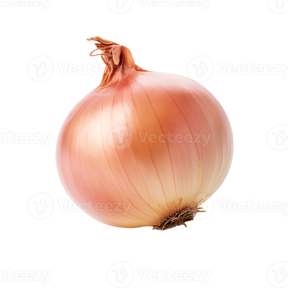 Raw Onion Close Up Clear Background Photo 45352379 PNG