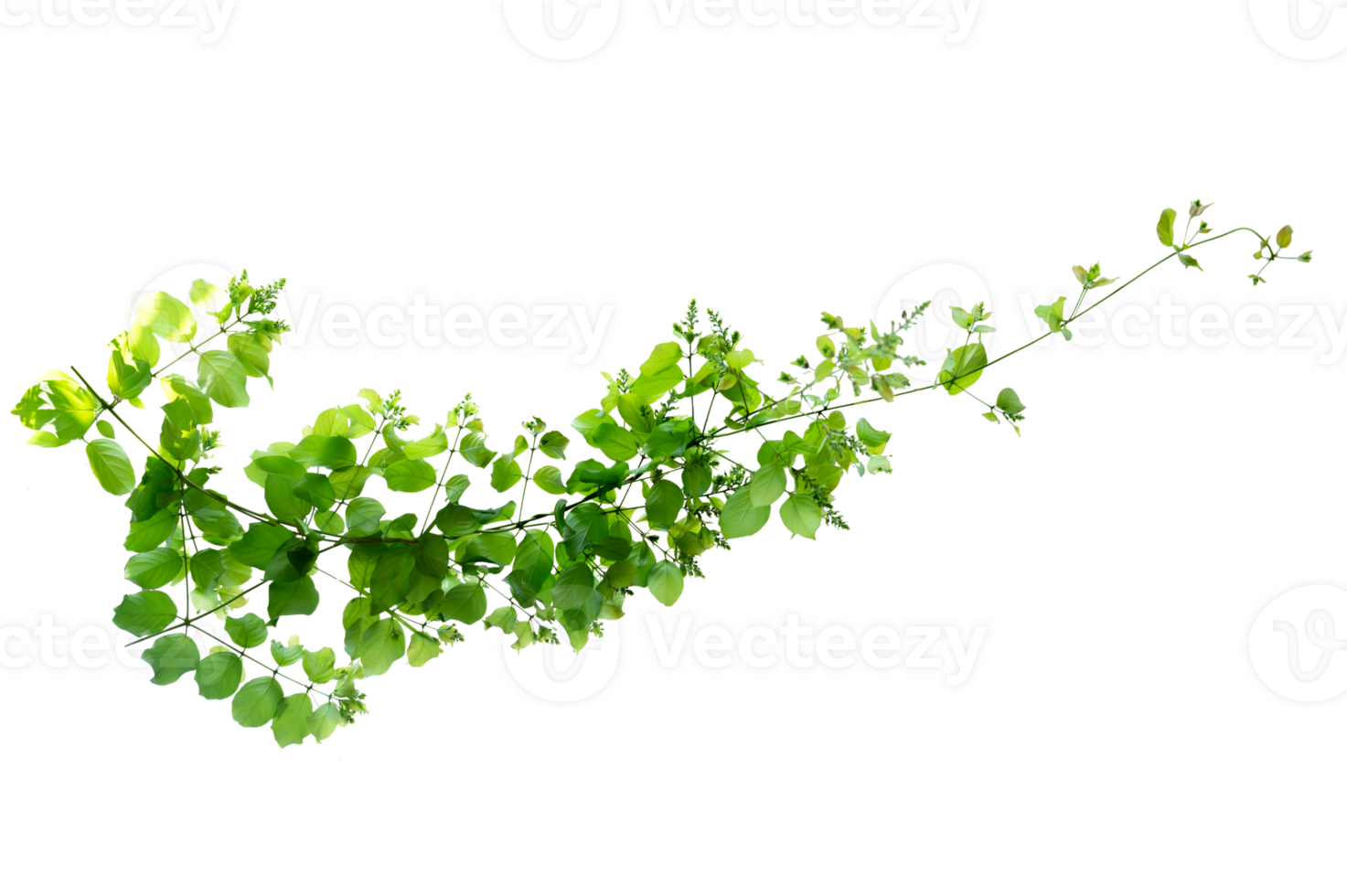 leaf vine Isolate on transparent background file 45367542 PNG leaf vine Isolate on transparent background file 45367542 PNG