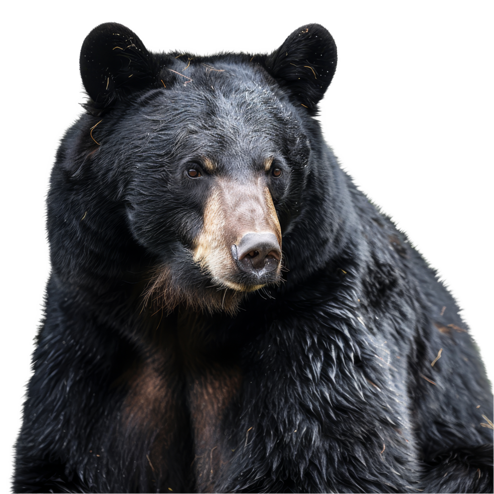 American Black Bear Sitting Down In Front Of A Plain Background A American Black Bear Isolated