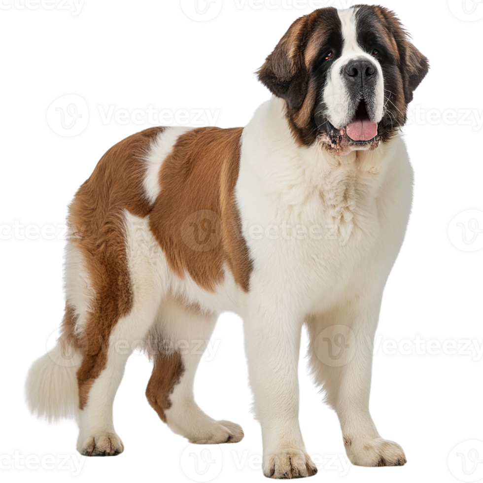 Saint Bernard, illustration 45384107 PNG