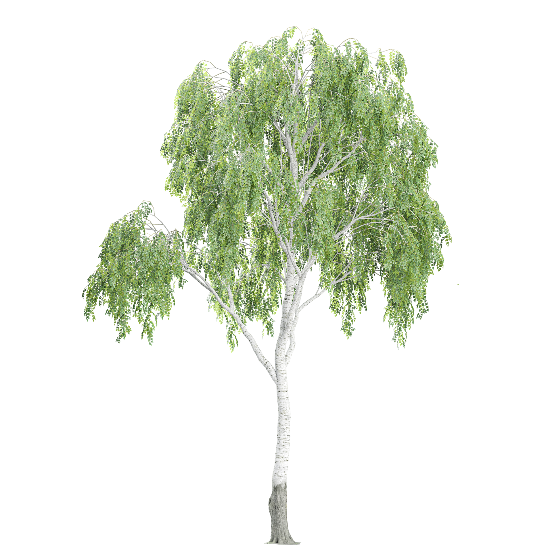 birch tree from the different angles 45385012 PNG