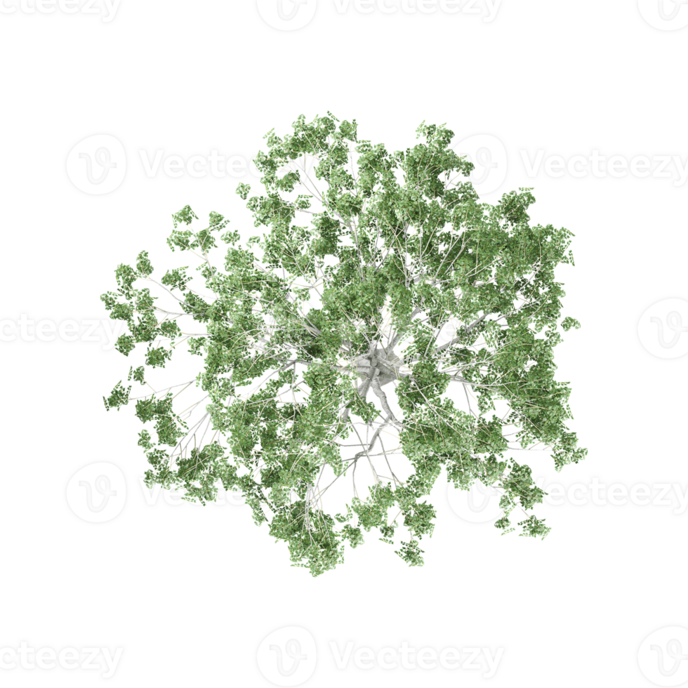 birch tree from the different angles from top view 45385026 PNG