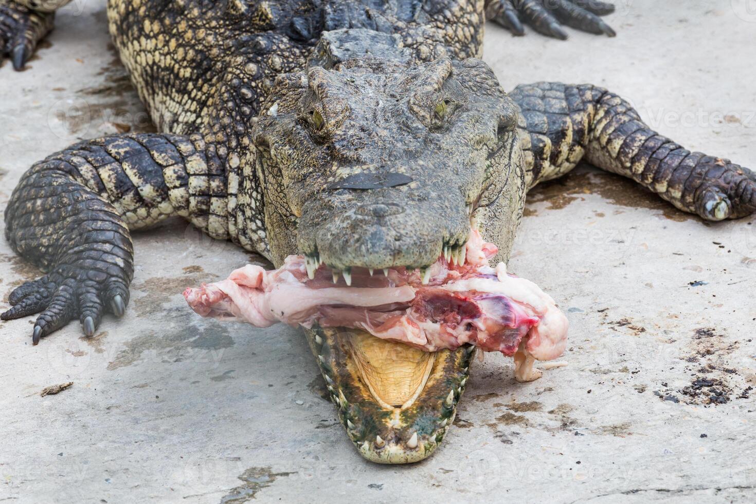 crocodile eat meat 45582342 Stock Photo at Vecteezy