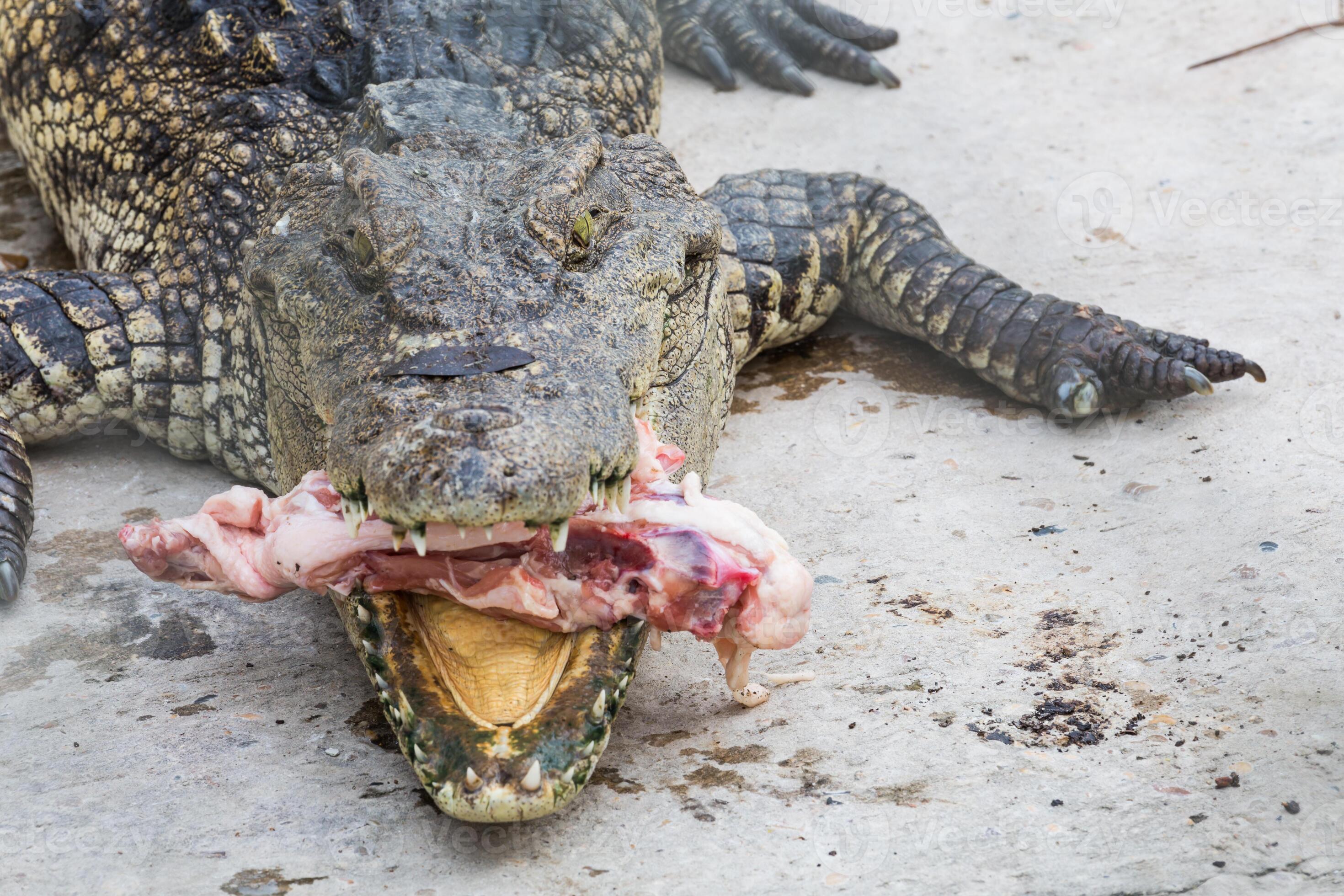 crocodile eat meat 45582346 Stock Photo at Vecteezy