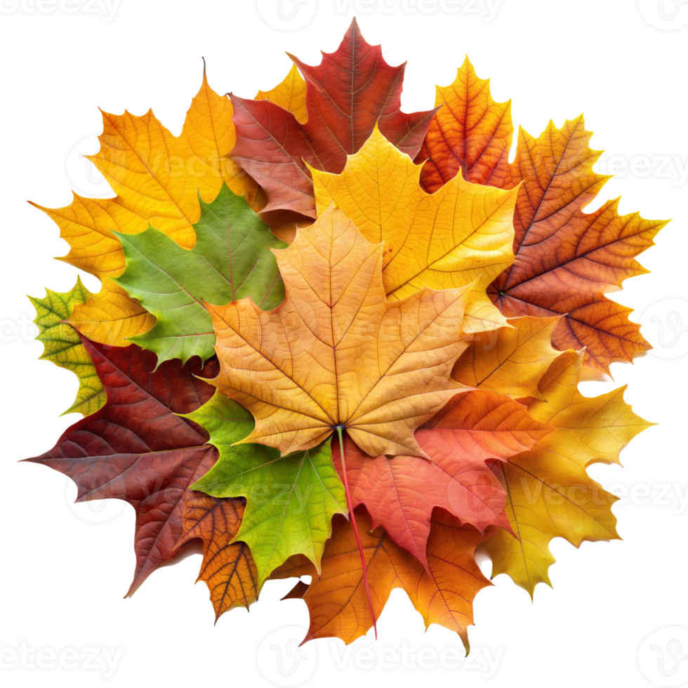 Vibrant Autumn Leaves Piled in a Heap on Transparent Background for Seasonal Design 45592502 PNG