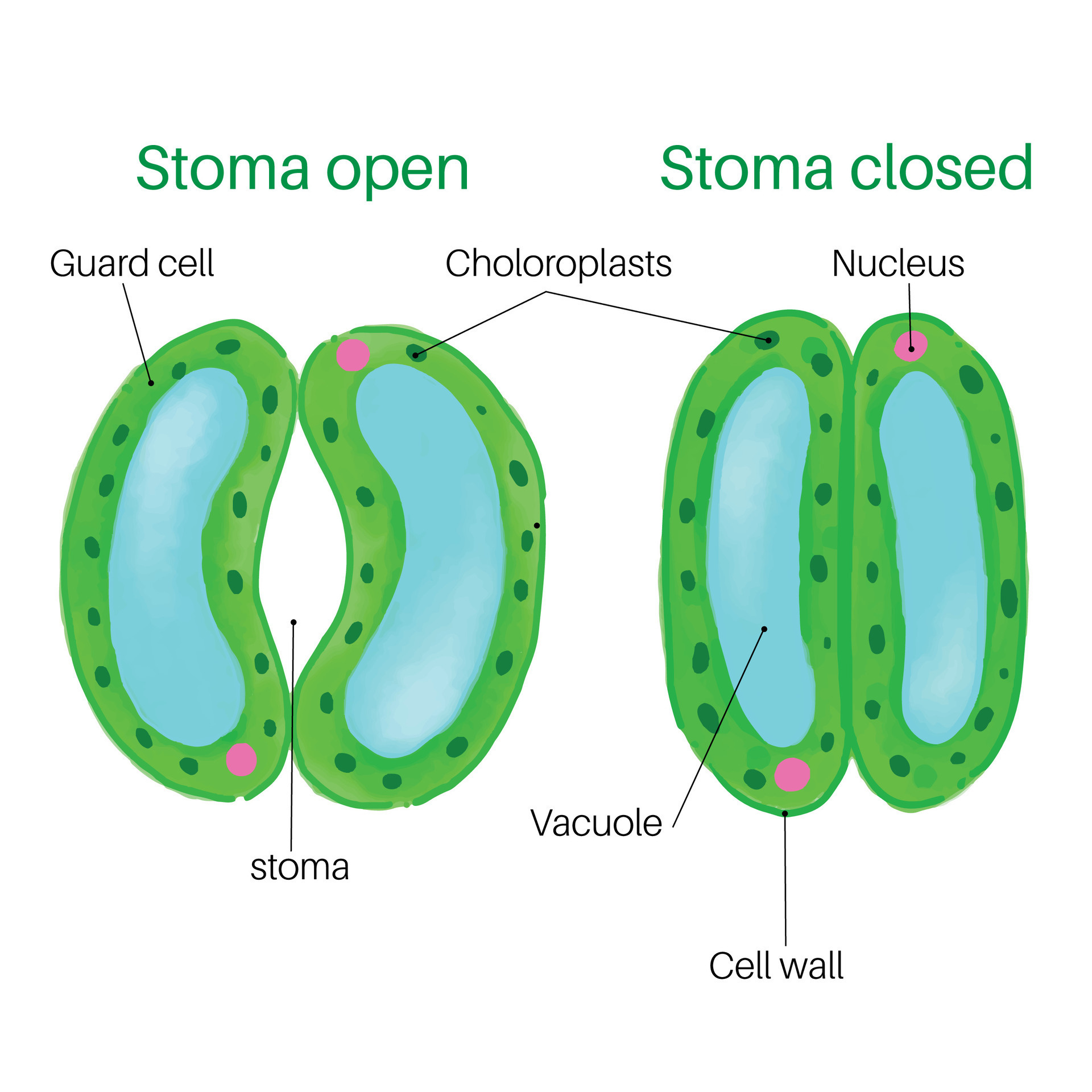 Stomata Opening And Closing 45630593 Vector Art At Vecteezy