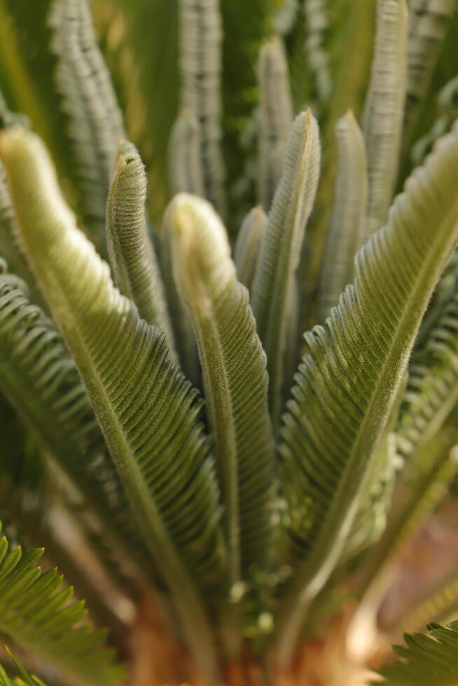 sago palm tree 45635553 Stock Photo at Vecteezy sago palm tree 45635553 Stock Photo at Vecteezy