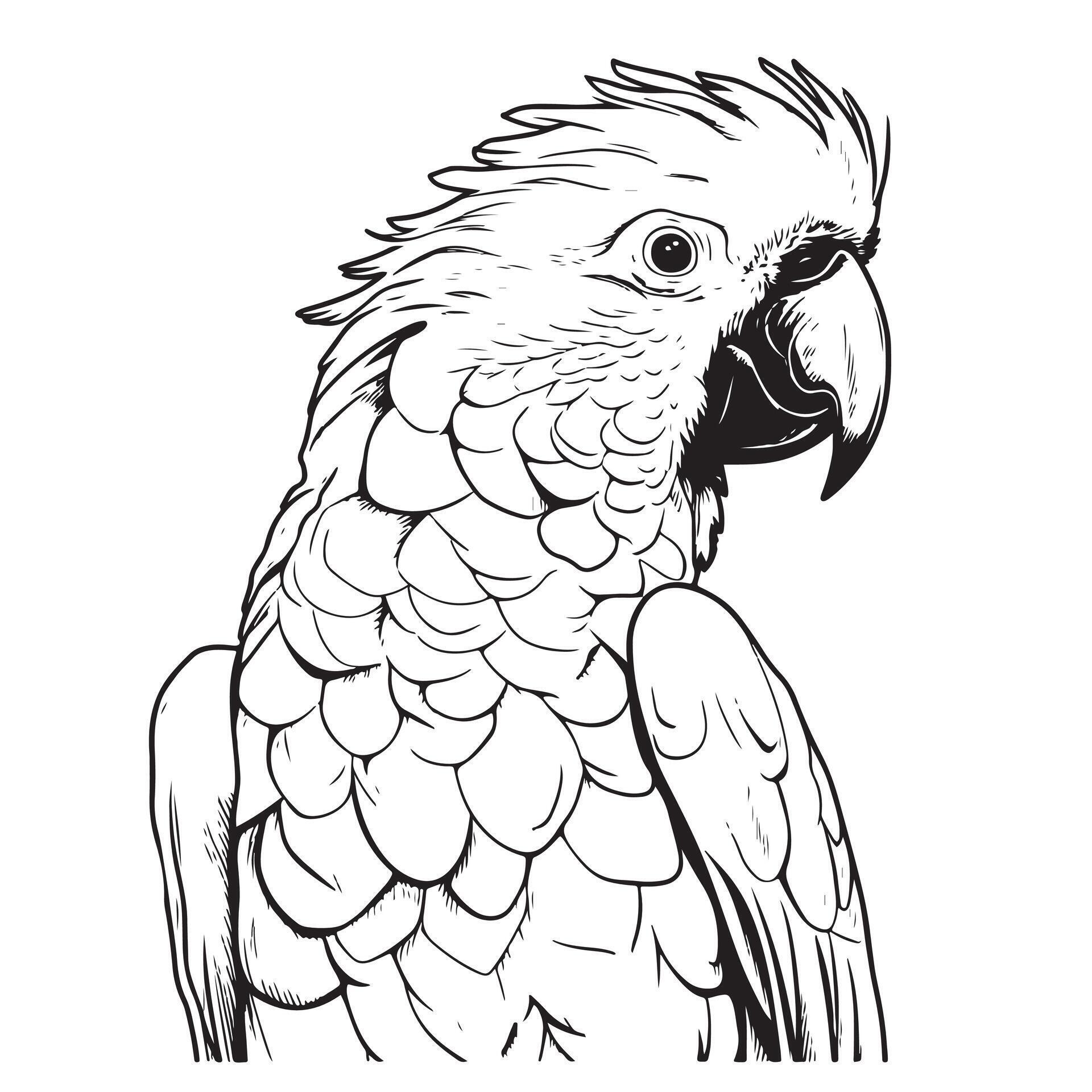 Cockatoo Head Line Illustration Isolated On White Background 45655071 Vector Art At Vecteezy