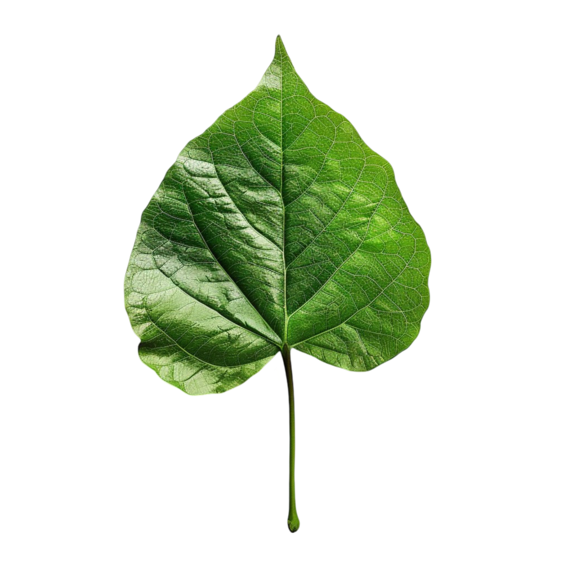 A Closer Look at Leaves Anatomy, Functions, and Types 45700632 PNG A Closer Look at Leaves Anatomy, Functions, and Types 45700632 PNG