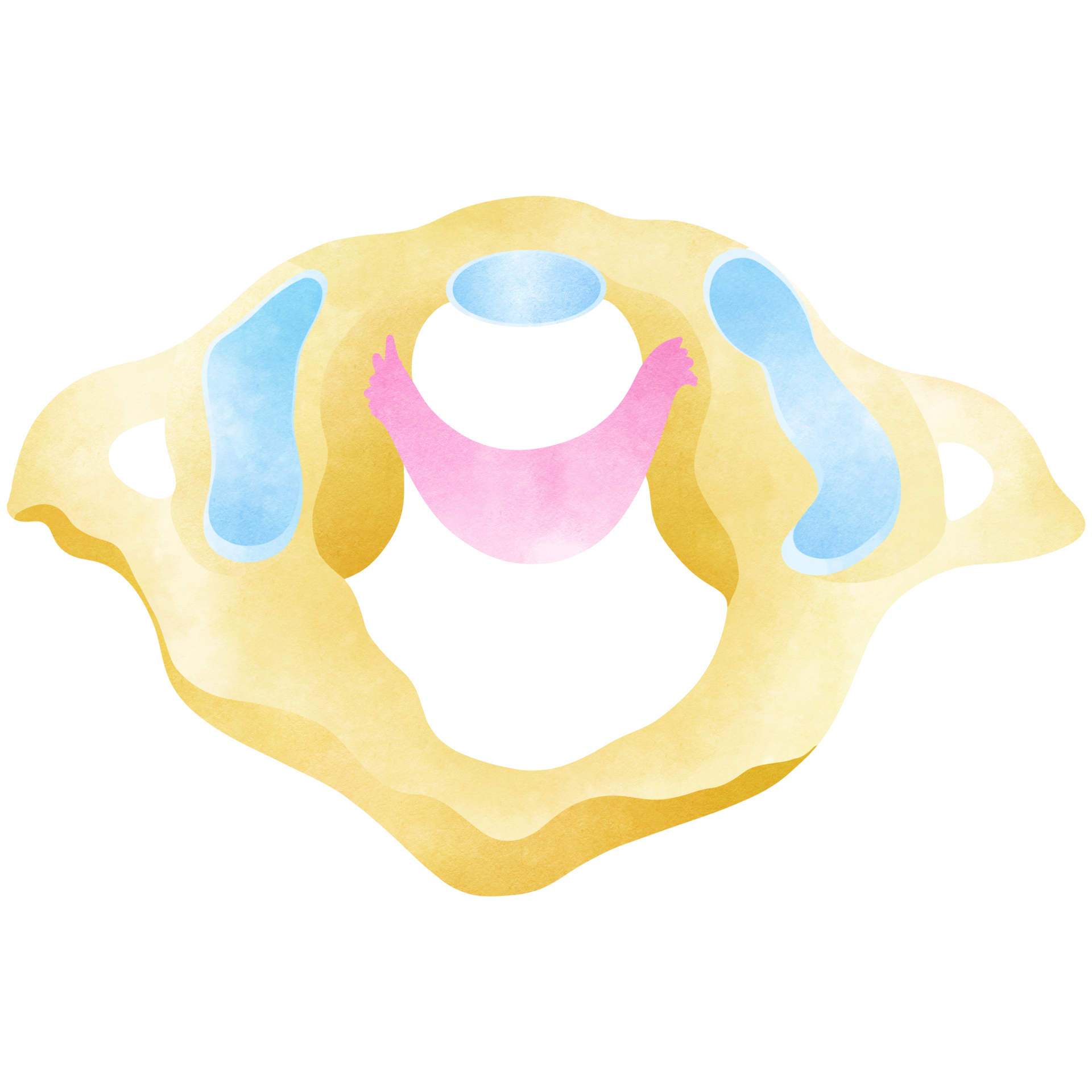The Structure Of The First Cervical Vertebrae Or C1 45722843 Png