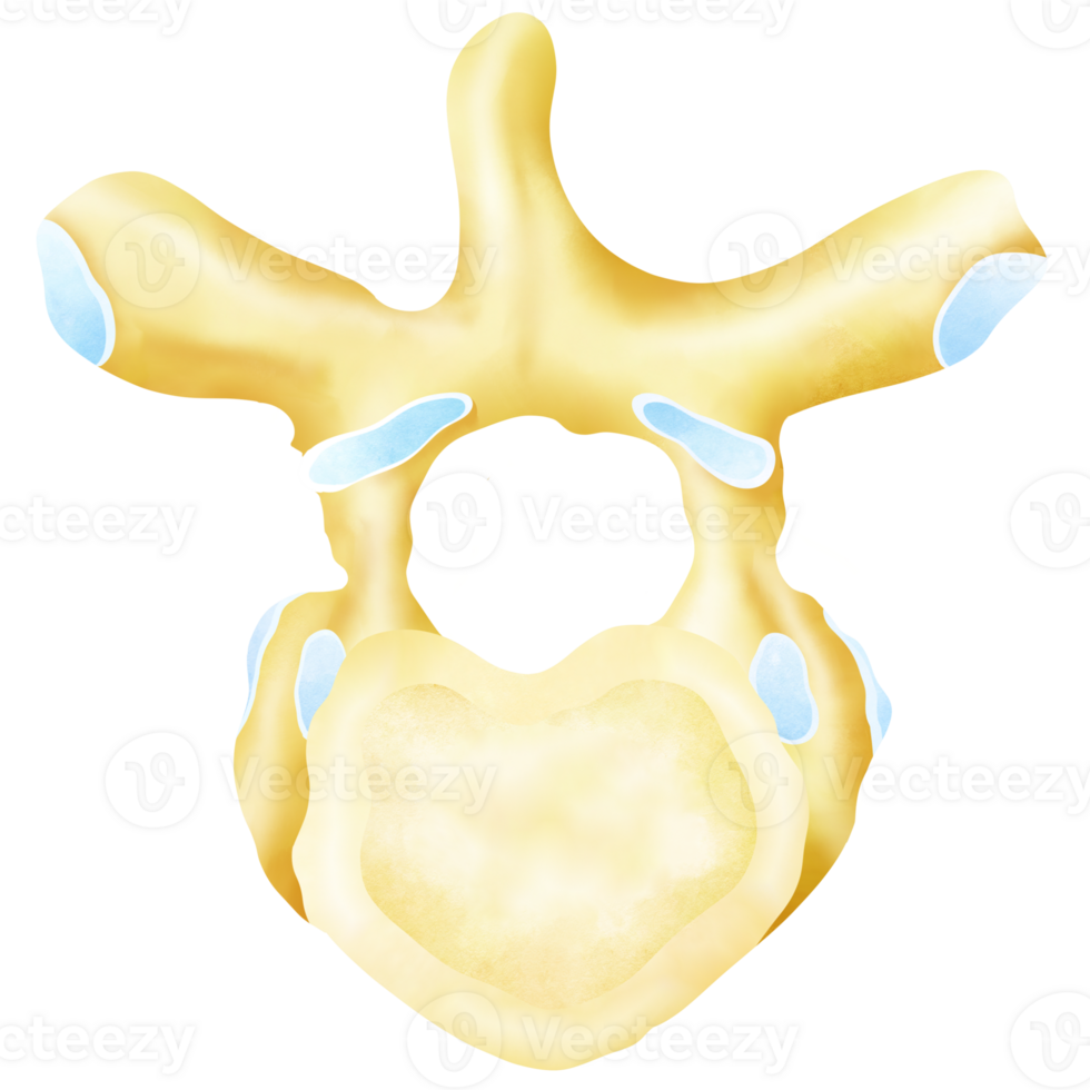 Structure Of The Upper Thoracic Spine 45722866 Png
