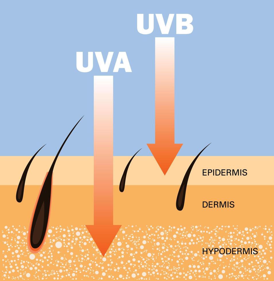 Skin Compare Protect Both Uva And Uvb Ultraviolet Comparison