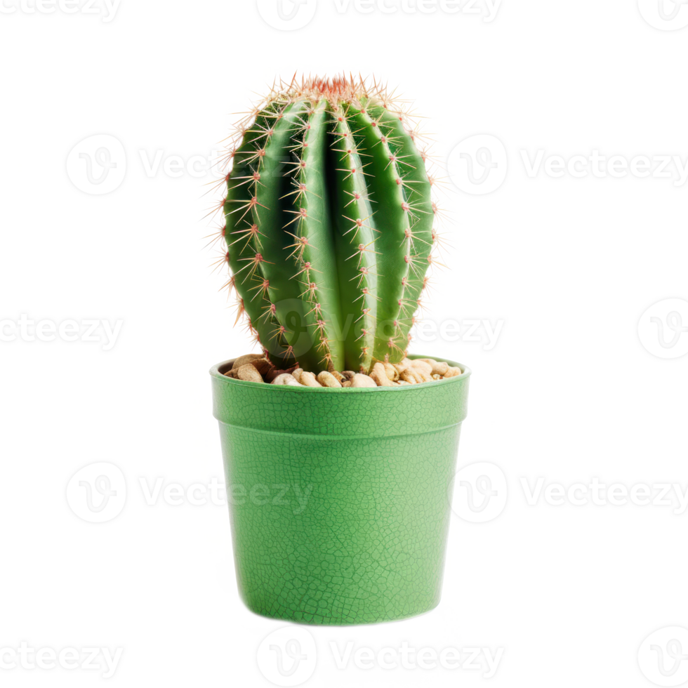 Green Cactus In Pot Isolated On Background 45804654 Png
