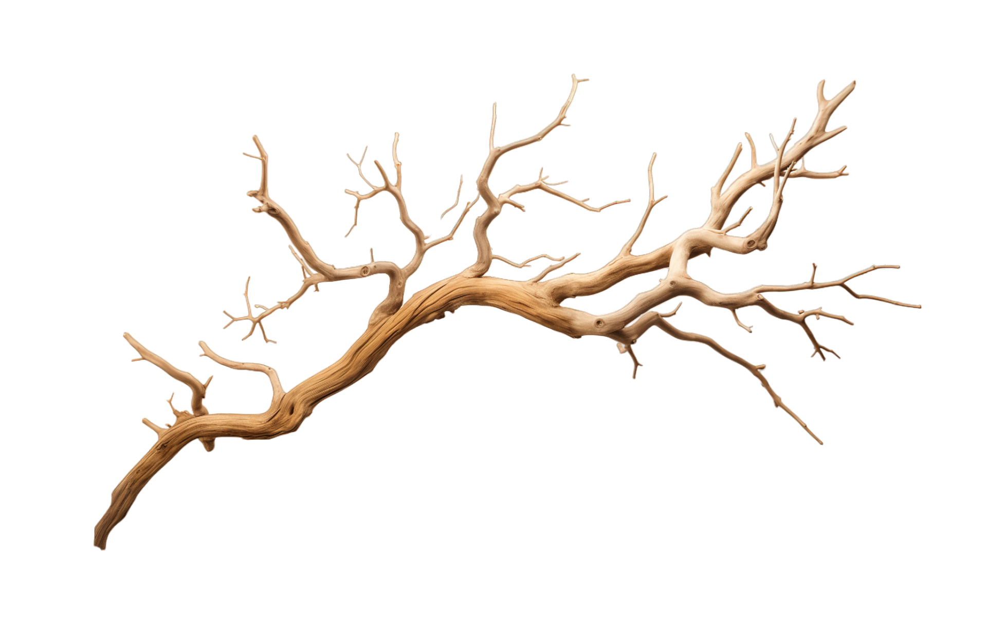 Dry tree branch isolated on transparent background 45829043 PNG