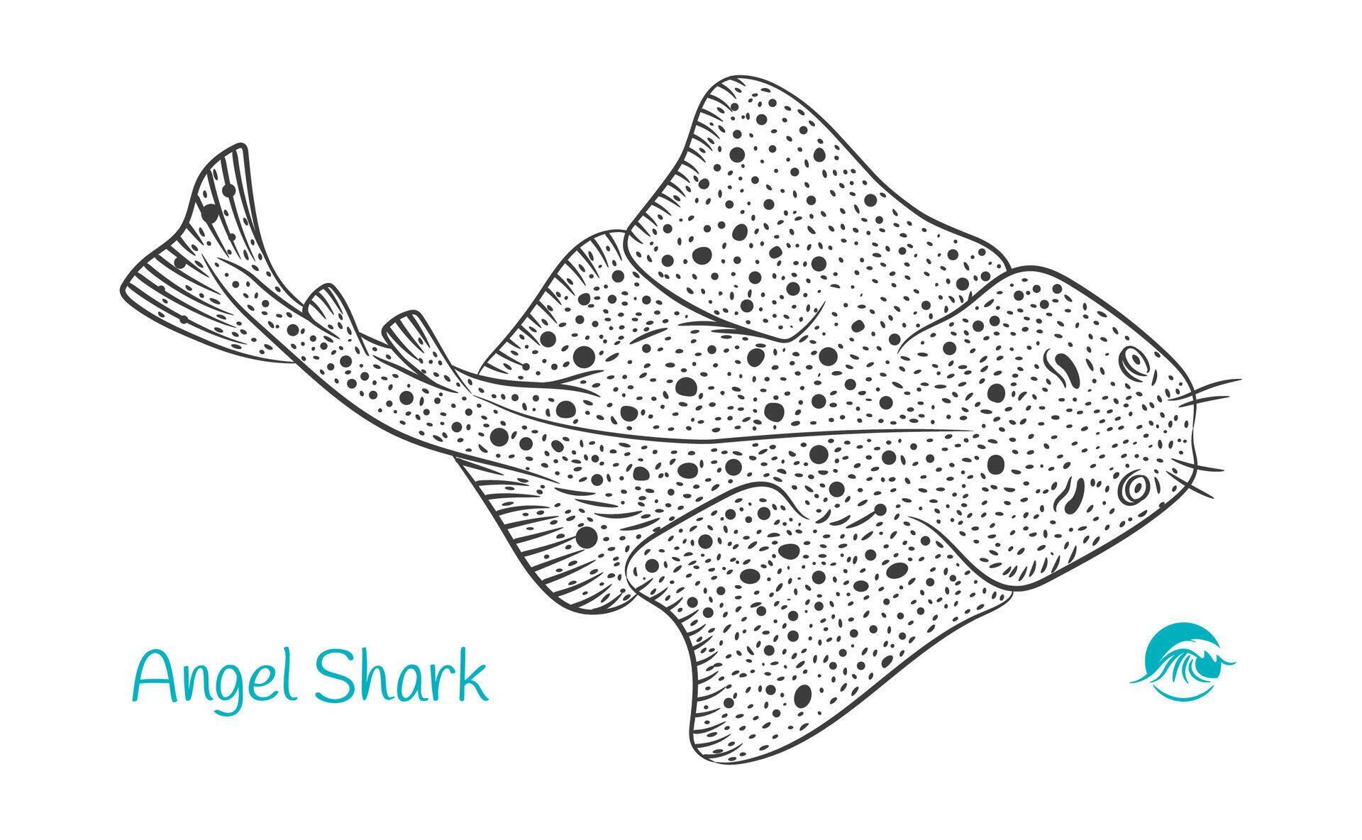 Angel Shark Detailed Hand Drawn Black And White Illustration 45836859 Vector Art At Vecteezy