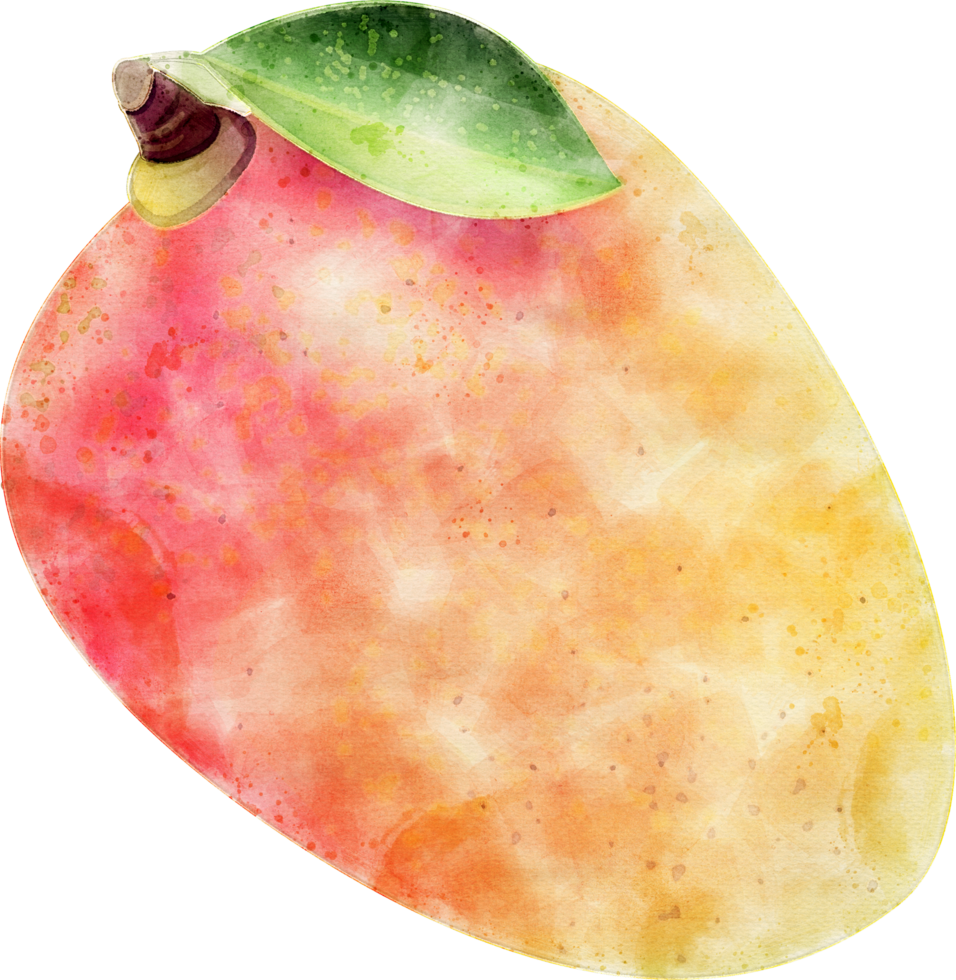 Ilustración De Acuarela De Fruta De Mango 45872436 Png