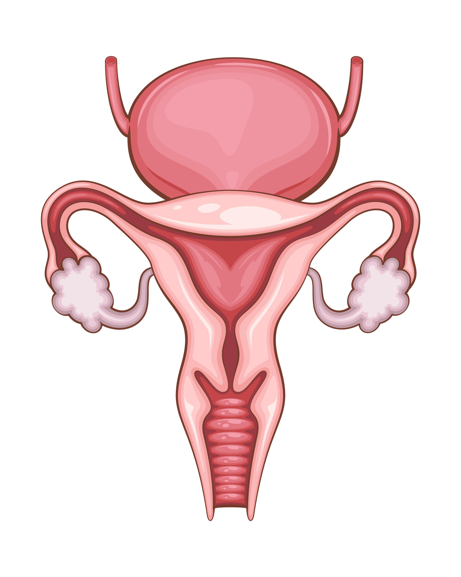 Female Reproductive System Illustration Human Internal Organ