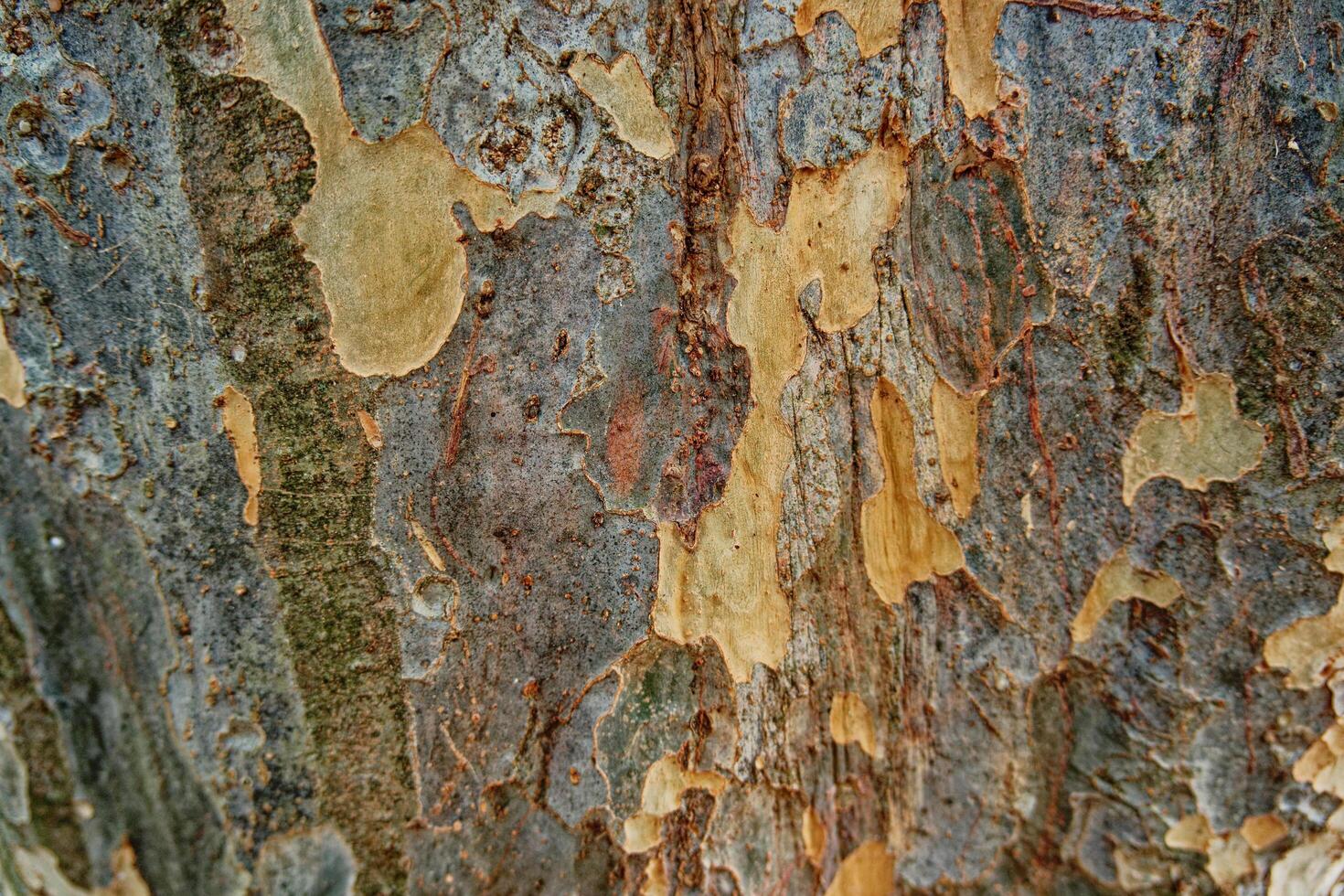 Chinese elm tree bark 45892127 Stock Photo at Vecteezy Chinese elm tree bark 45892127 Stock Photo at Vecteezy