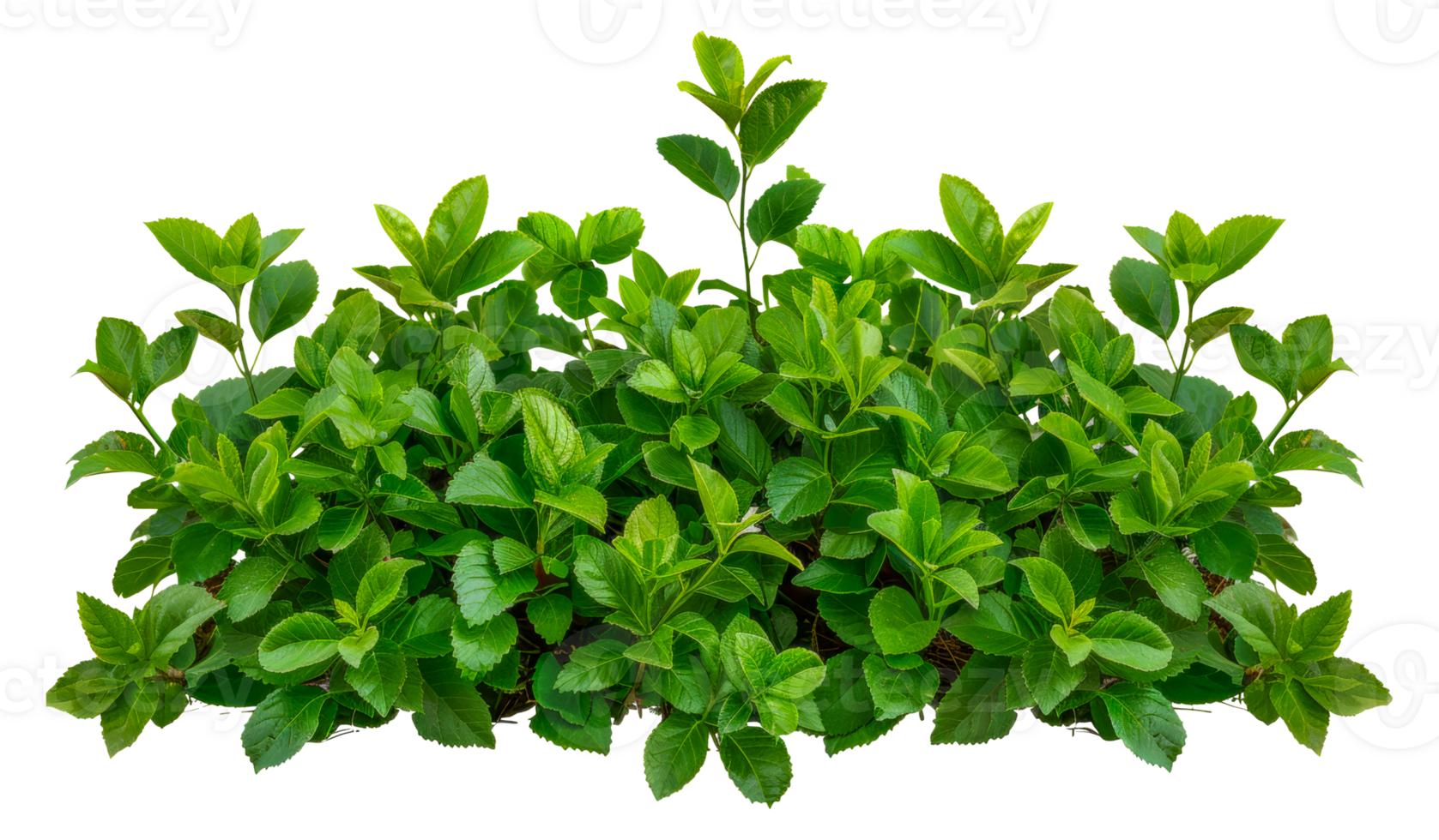 Lush Green Foliage, cut out - stock .. 45909520 PNG Lush Green Foliage, cut out - stock .. 45909520 PNG