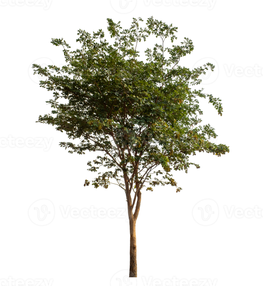 Tree Elevation PNGs for Free Download Tree Elevation PNGs for Free Download