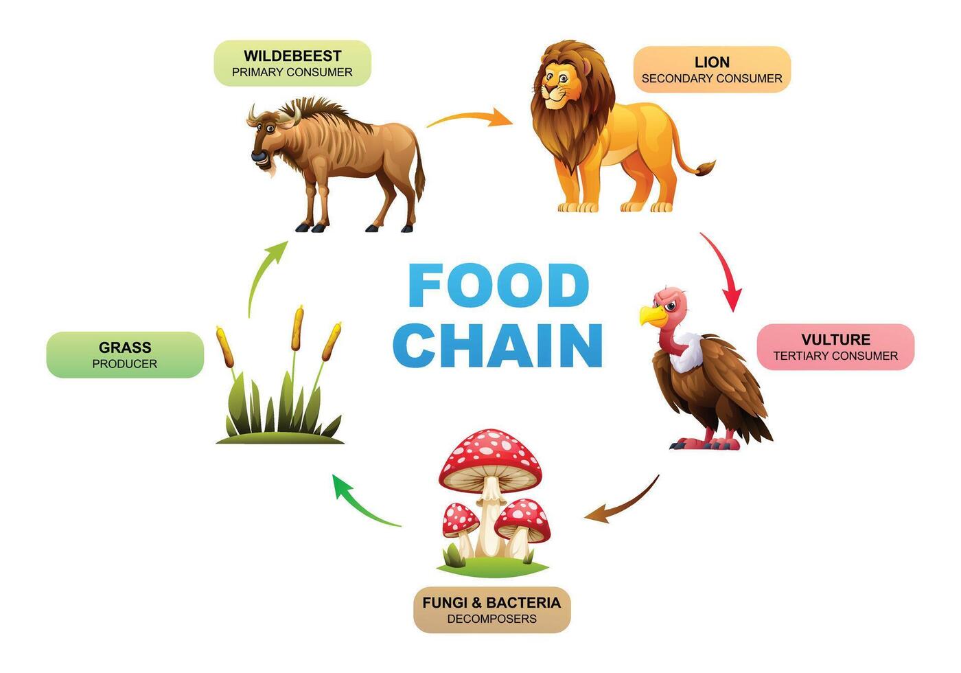 Food chain ecosystem illustration 45936395 Vector Art at Vecteezy
