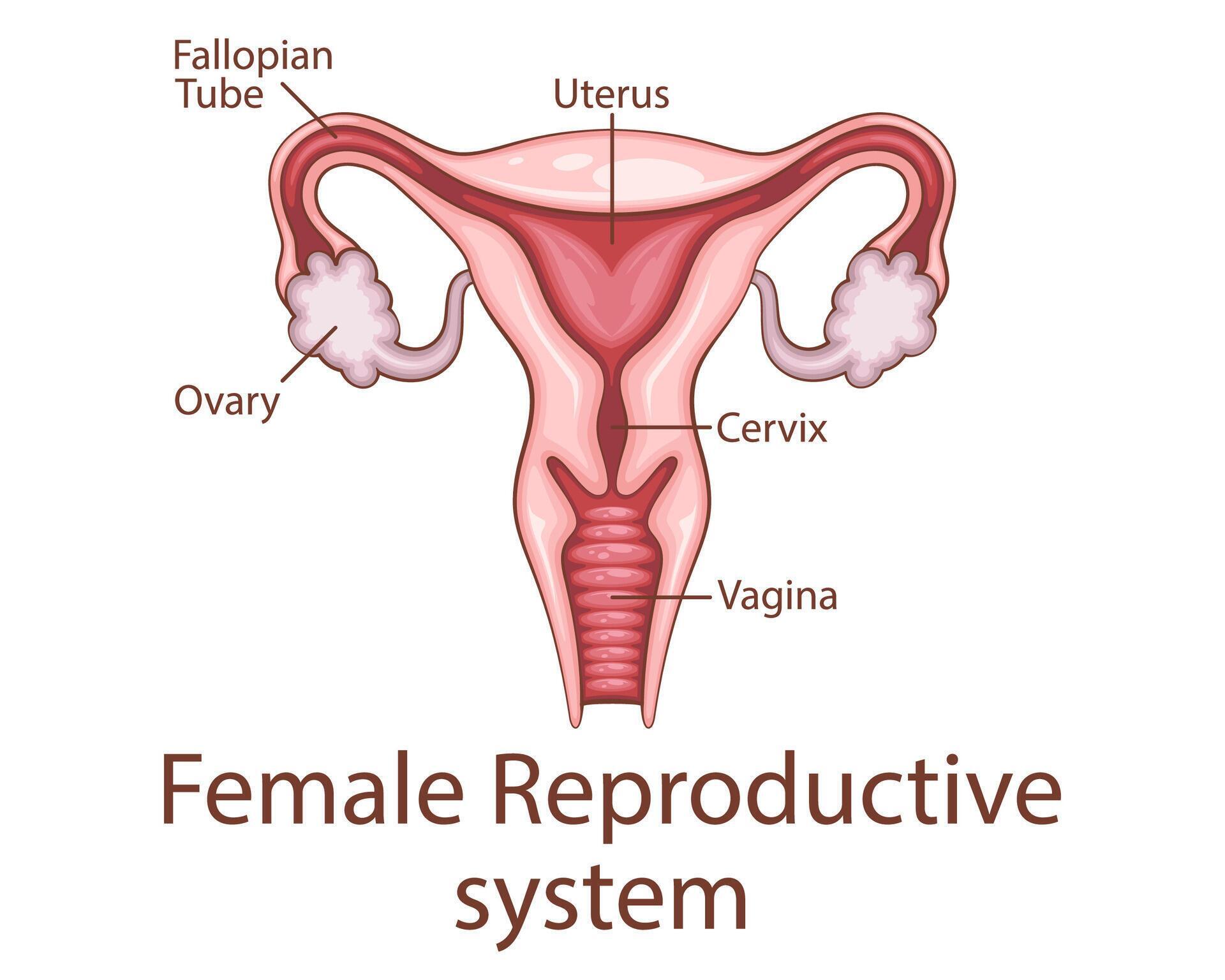 Female Reproductive System Illustration Human Internal Organ