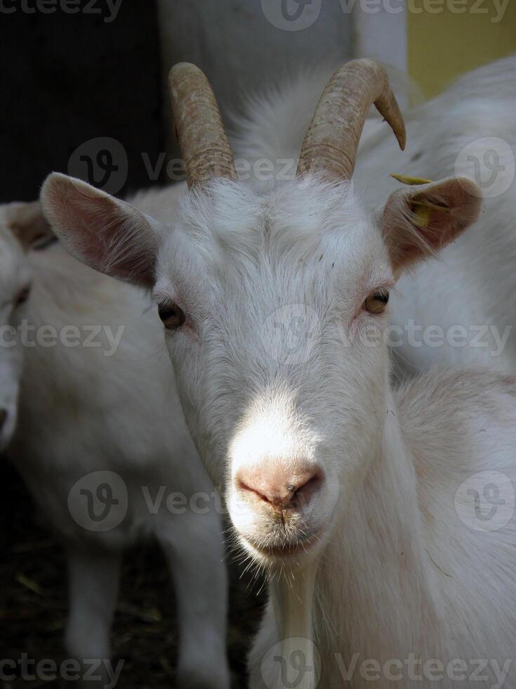 Goat Face Close Up 45958495 Stock Photo at Vecteezy Goat Face Close Up 45958495 Stock Photo at Vecteezy