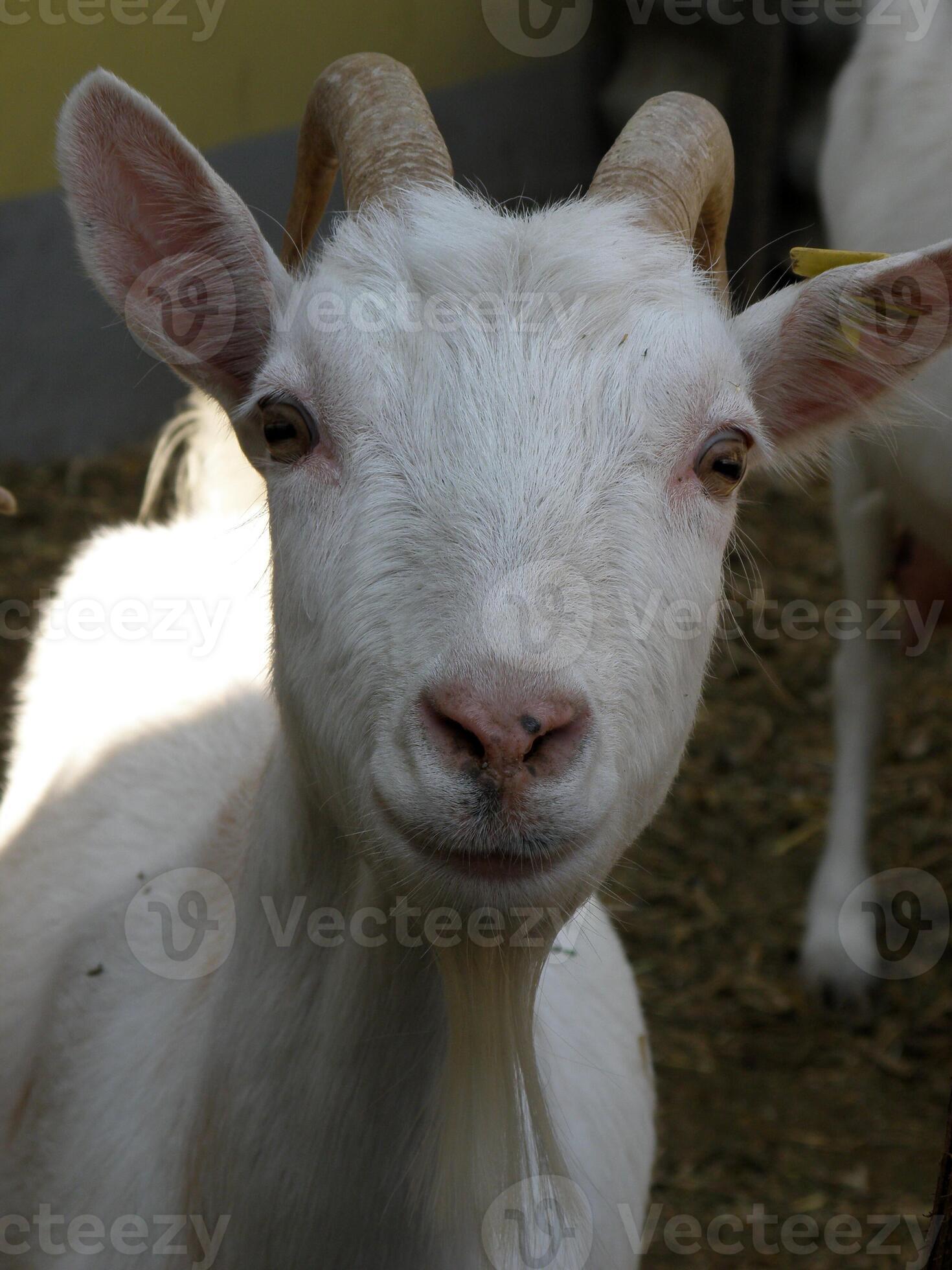 Goat Face Close Up 45958958 Stock Photo at Vecteezy Goat Face Close Up 45958958 Stock Photo at Vecteezy
