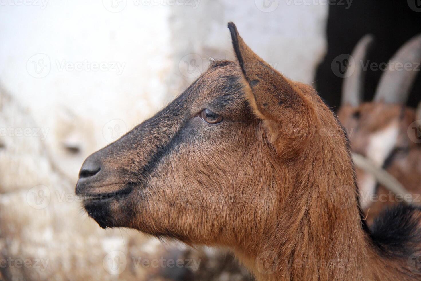 Goat face close up 45958979 Stock Photo at Vecteezy Goat face close up 45958979 Stock Photo at Vecteezy