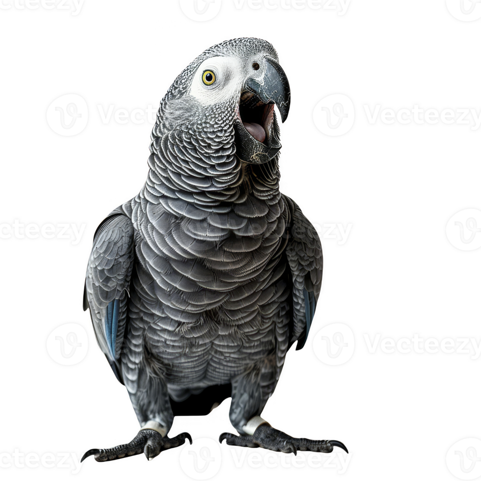 African Grey Parrot Isolated Background 45961891 Png
