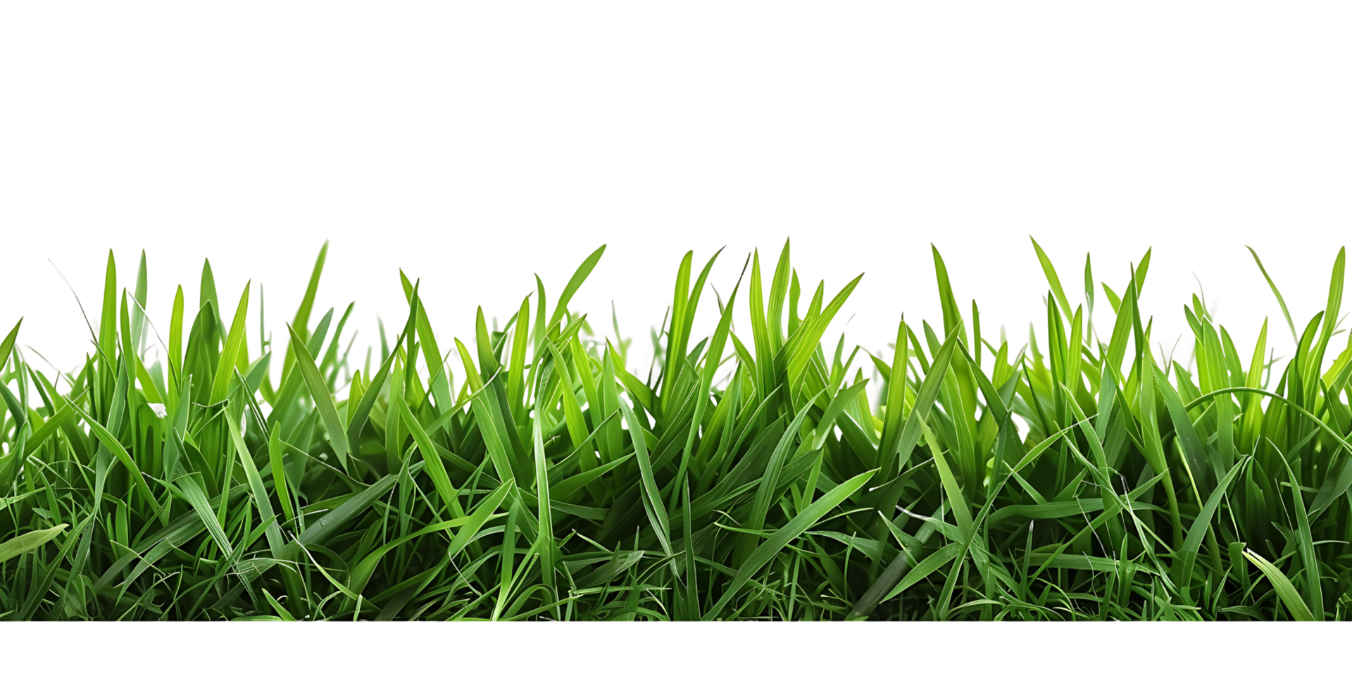 Isolated Green Grass Clear Background 45978067 Png