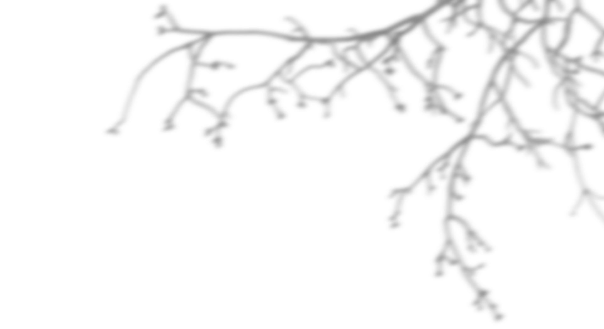 isolate blur trees branches shadow on transparent backgrounds 3d render ... isolate blur trees branches shadow on transparent backgrounds 3d render ...