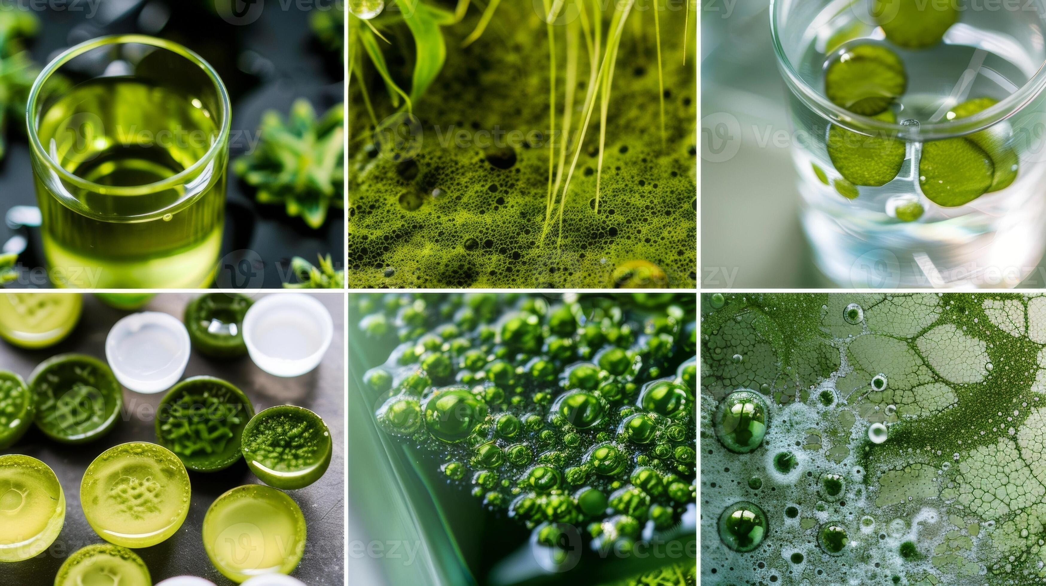 A collage of images showing the different uses of microalgae beyond biofuel production such as ...