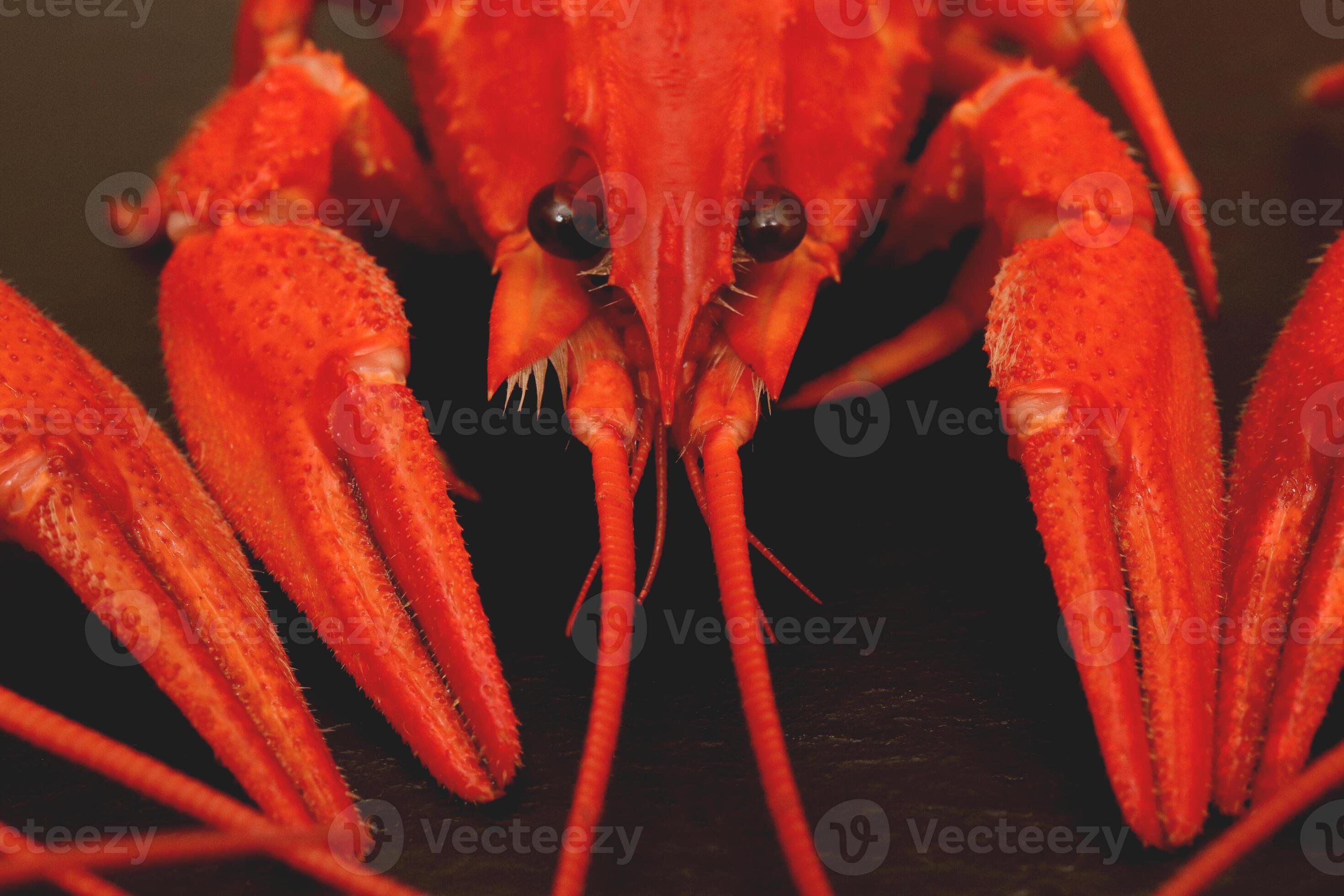 Red boiled crayfish food. Shellfish delicious lunch. Cooked red ... Red boiled crayfish food. Shellfish delicious lunch. Cooked red ...