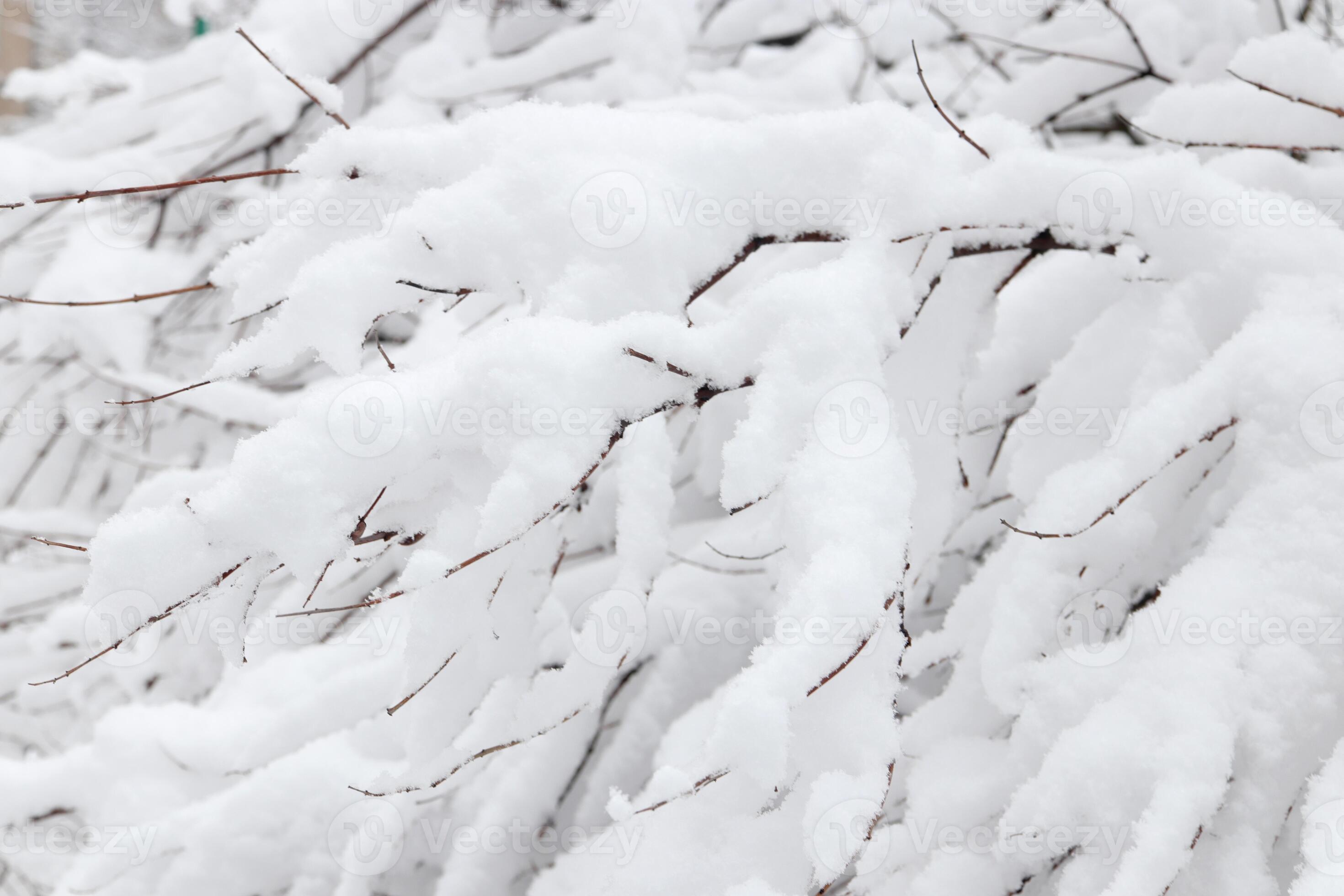 Snow lies in a thick snowdrift on the branches of a winter park. Snowy ...