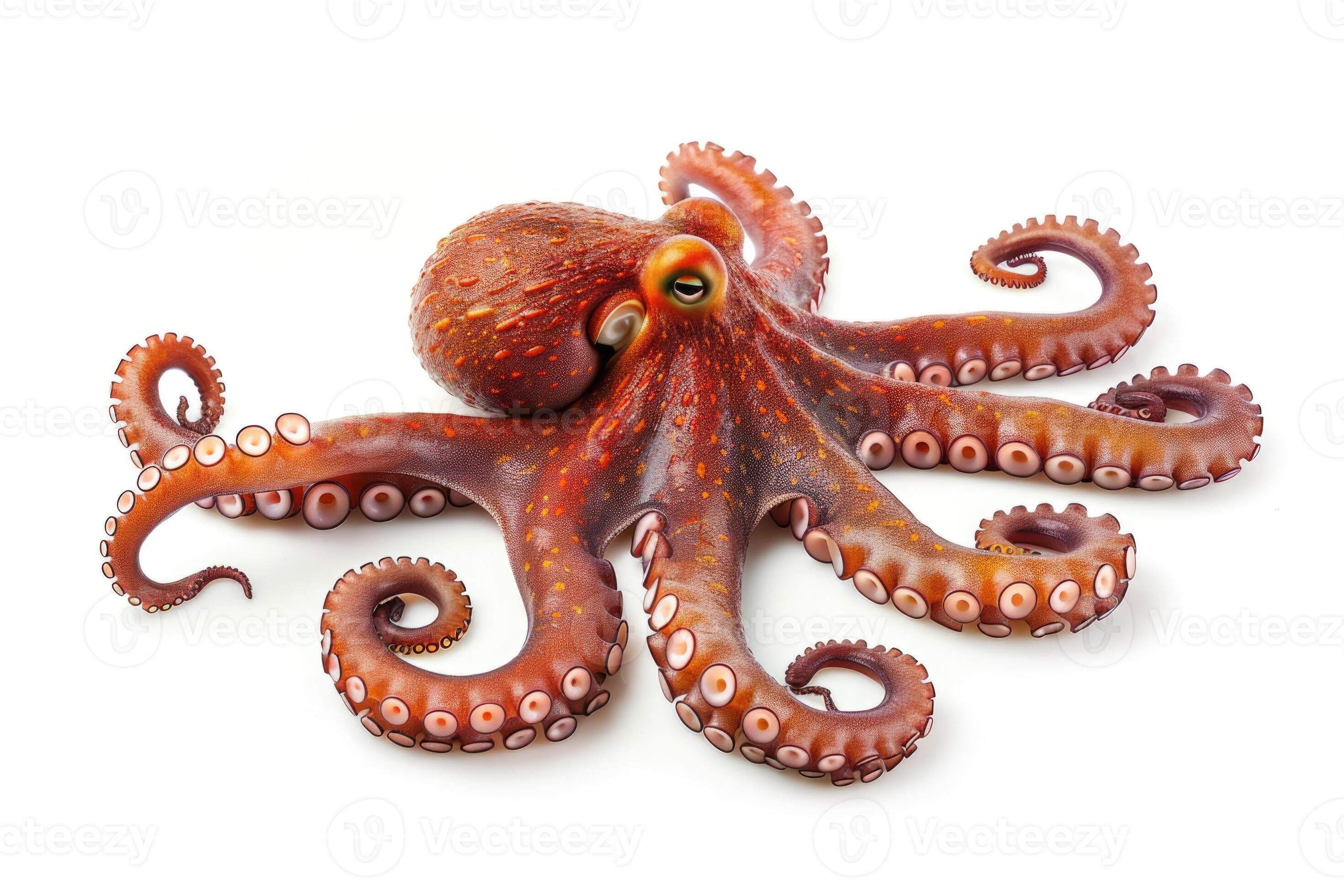 Octopus on white background repeated multiple times. 46170084 Stock ... Octopus on white background repeated multiple times. 46170084 Stock ...