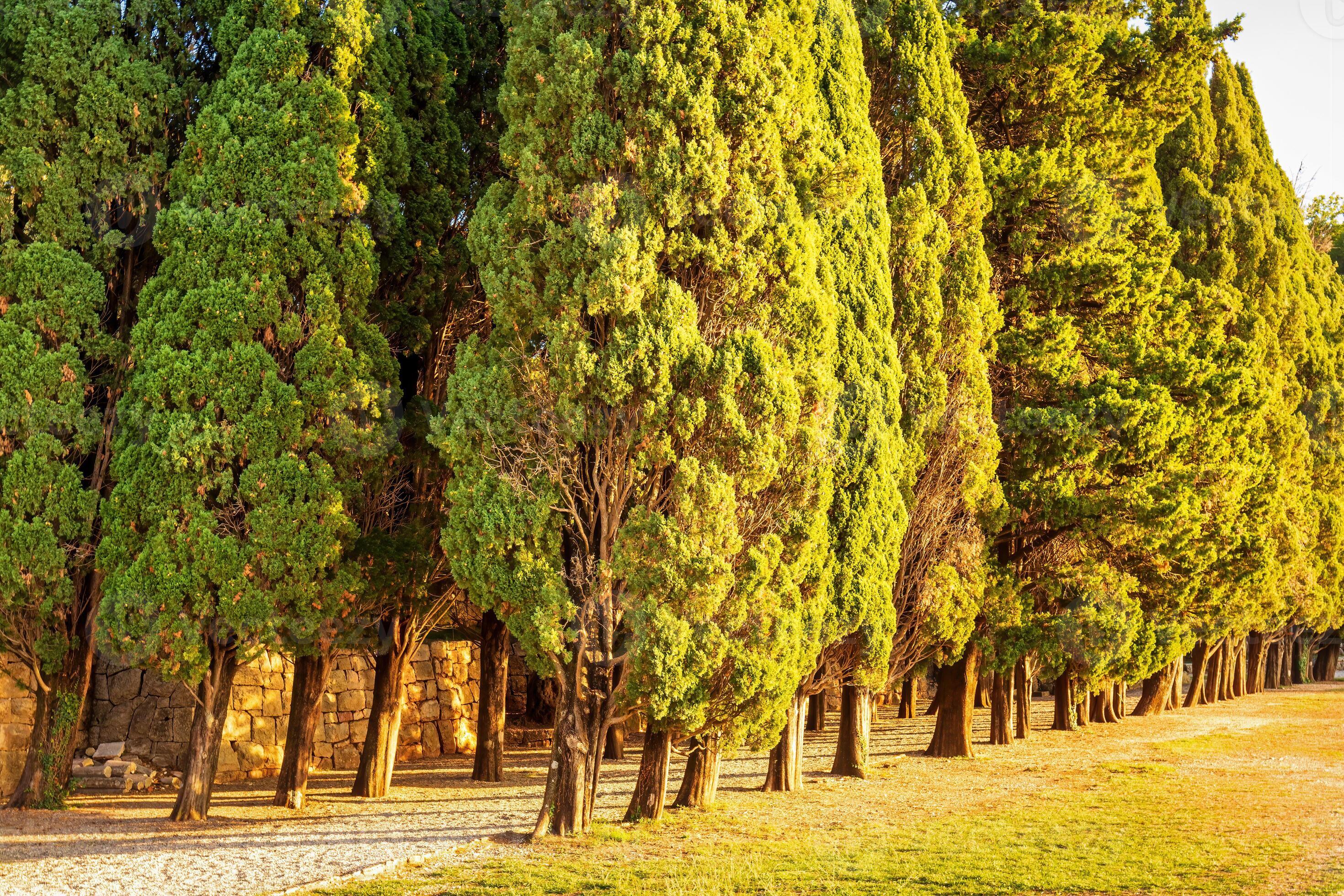 Cypress trees illuminated by the setting sun. 46185861 Stock Photo at ... Cypress trees illuminated by the setting sun. 46185861 Stock Photo at ...