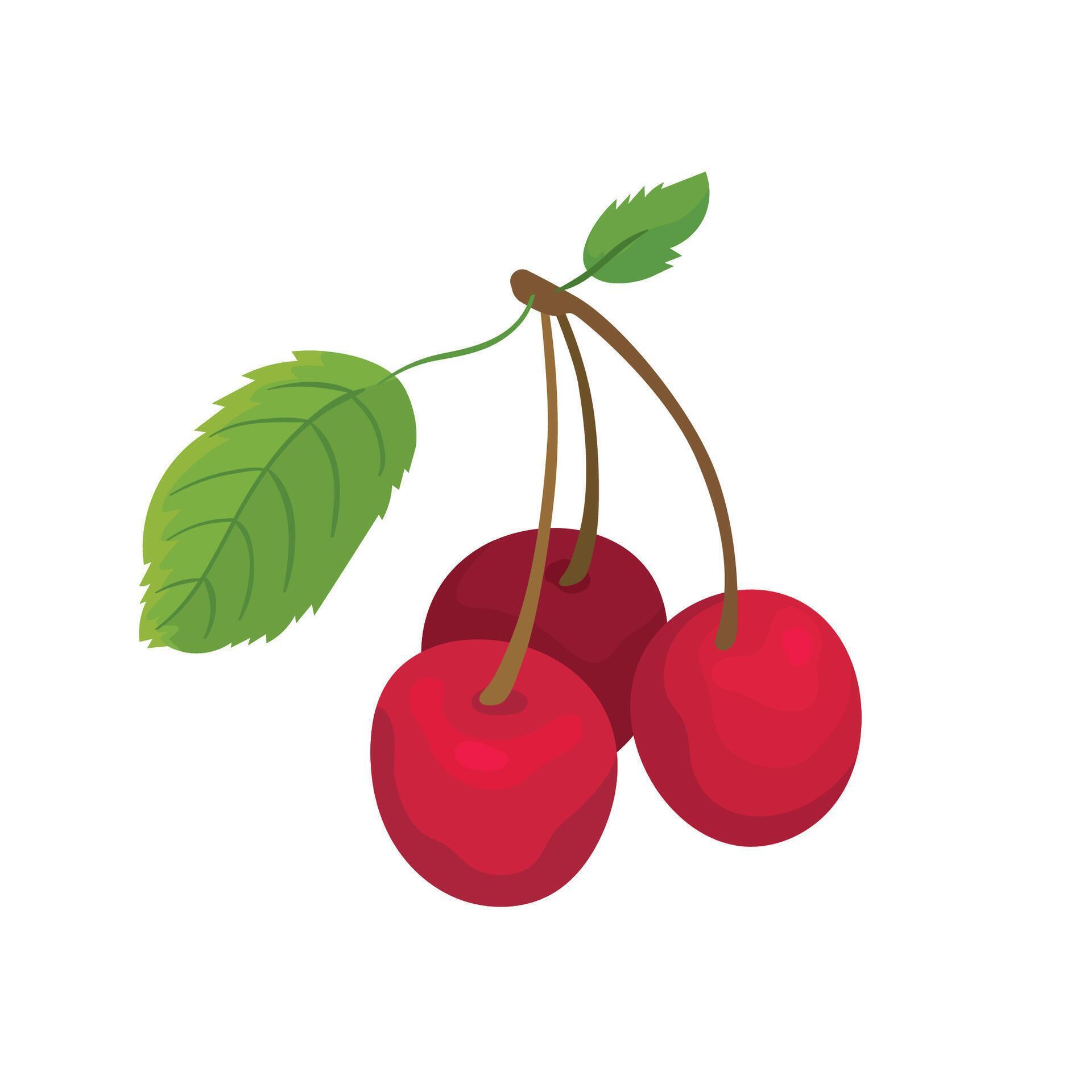Botanic Illustration Sprig Of Red Cherry Berries 46262990 Vector Art At