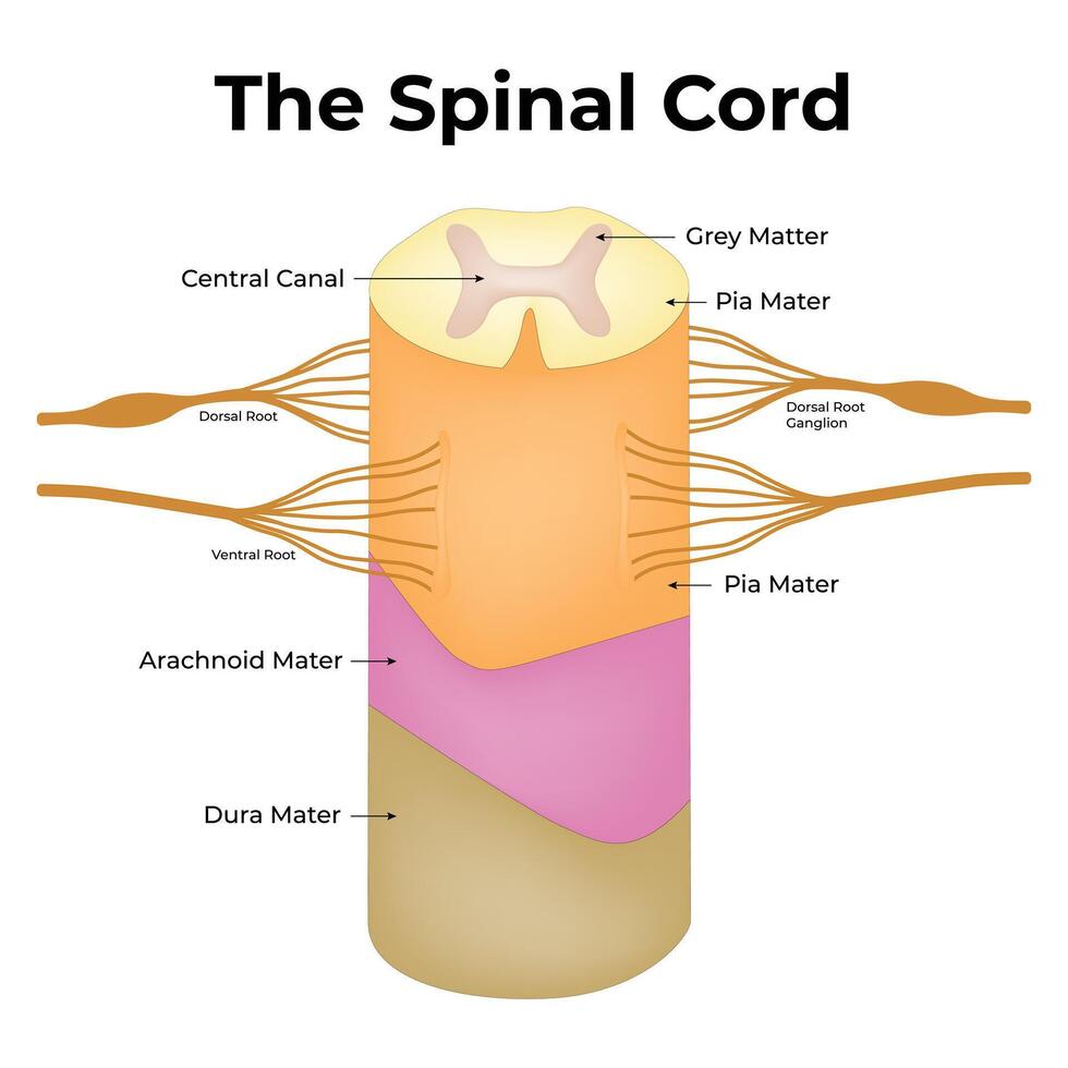Spinal Cord Function Vector Art Icons And Graphics For Free Download