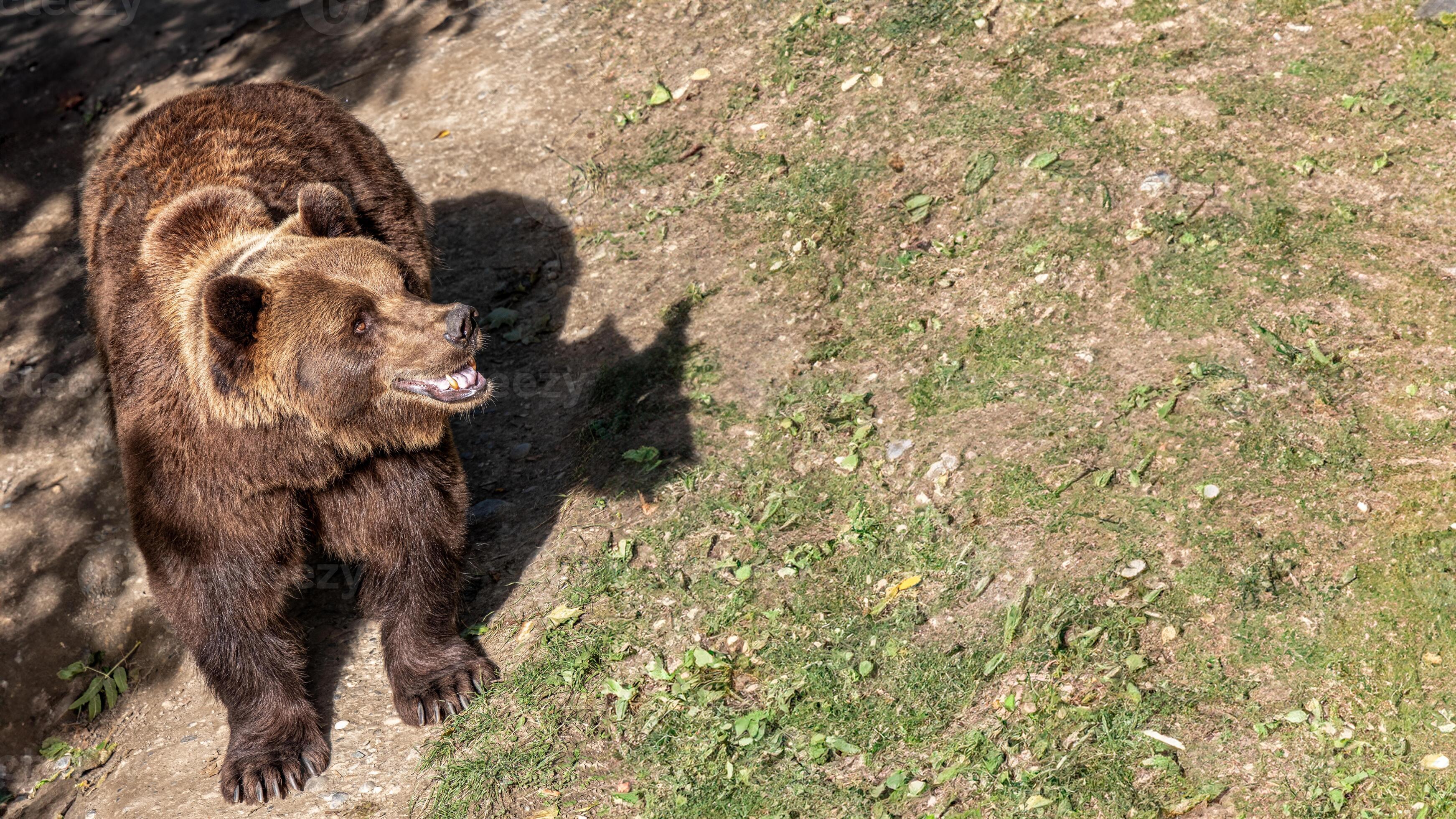 An imposing brown bear, baring its teeth in a naturalistic setting, or smiling in happiness ...