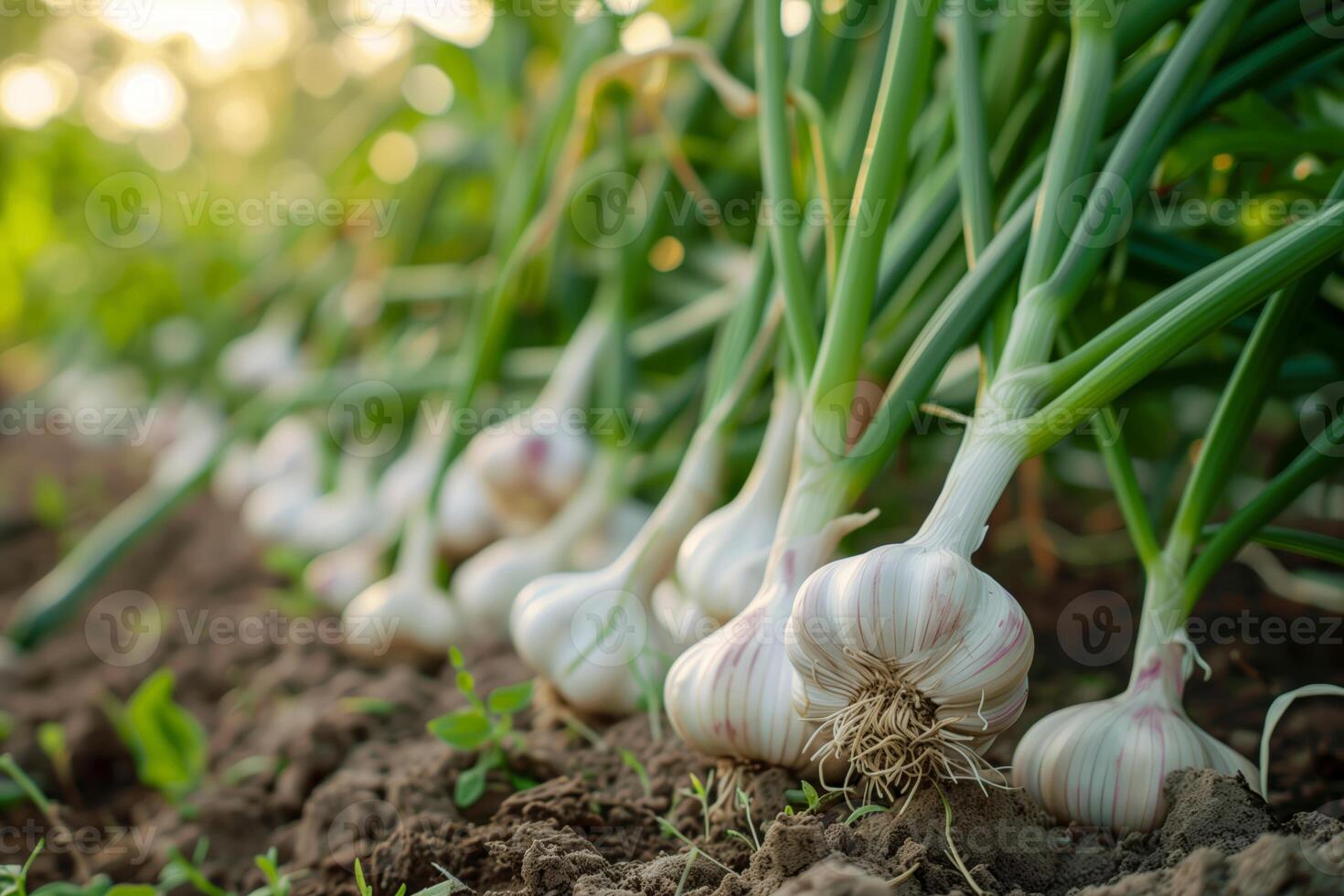 Cluster of garlic plants in a farm field 46287095 Stock Photo at Vecteezy