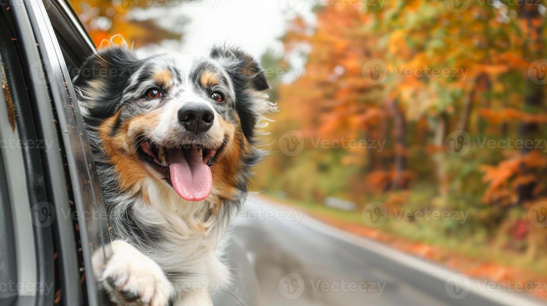 Funny dog leaning out into open car window. Its fur and long ears ... Funny dog leaning out into open car window. Its fur and long ears ...