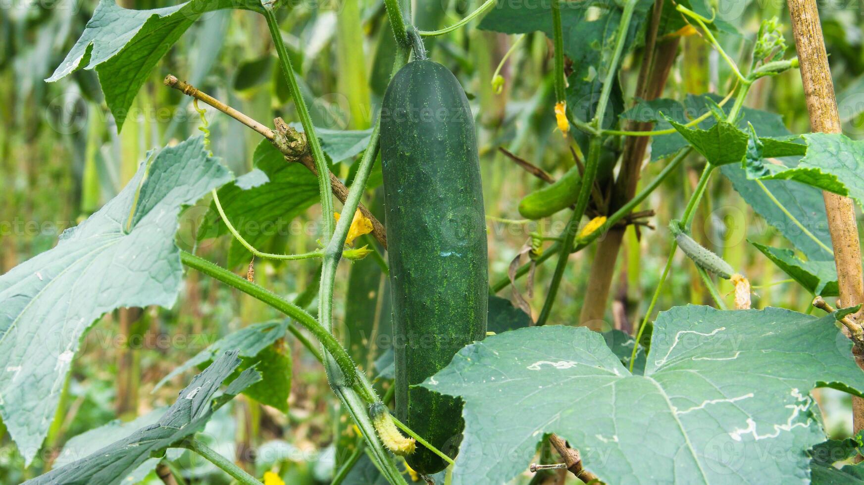Cucumber Tree Stock Photos, Images and Backgrounds for Free Download