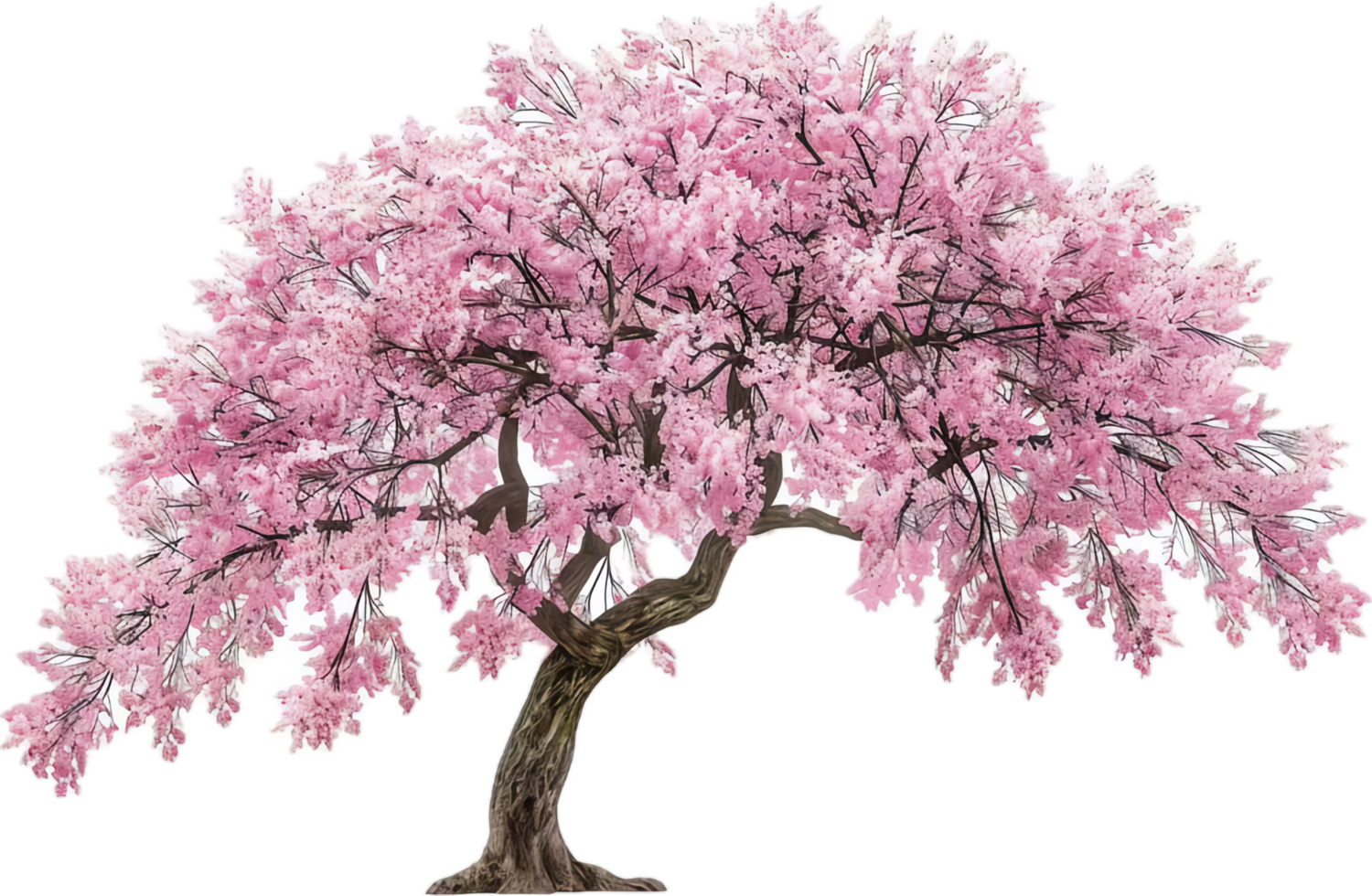Blooming Pink Cherry Blossom Tree in Spring. 46335055 PNG