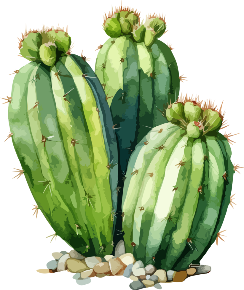 Watercolor cactus clipart design illustration 46339092 PNG
